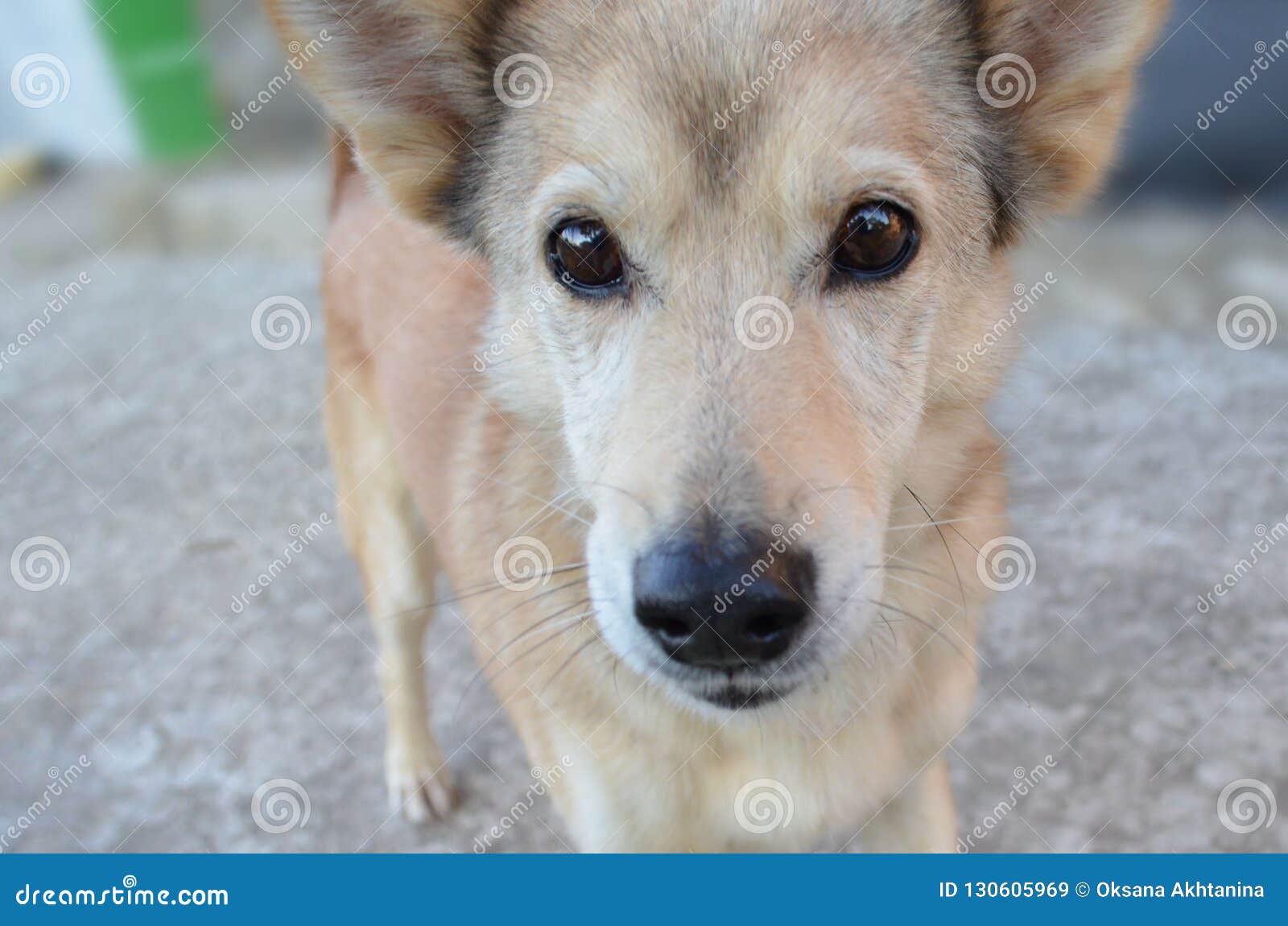 Snuit van rode hond stock afbeelding. Image of pret - 130605969