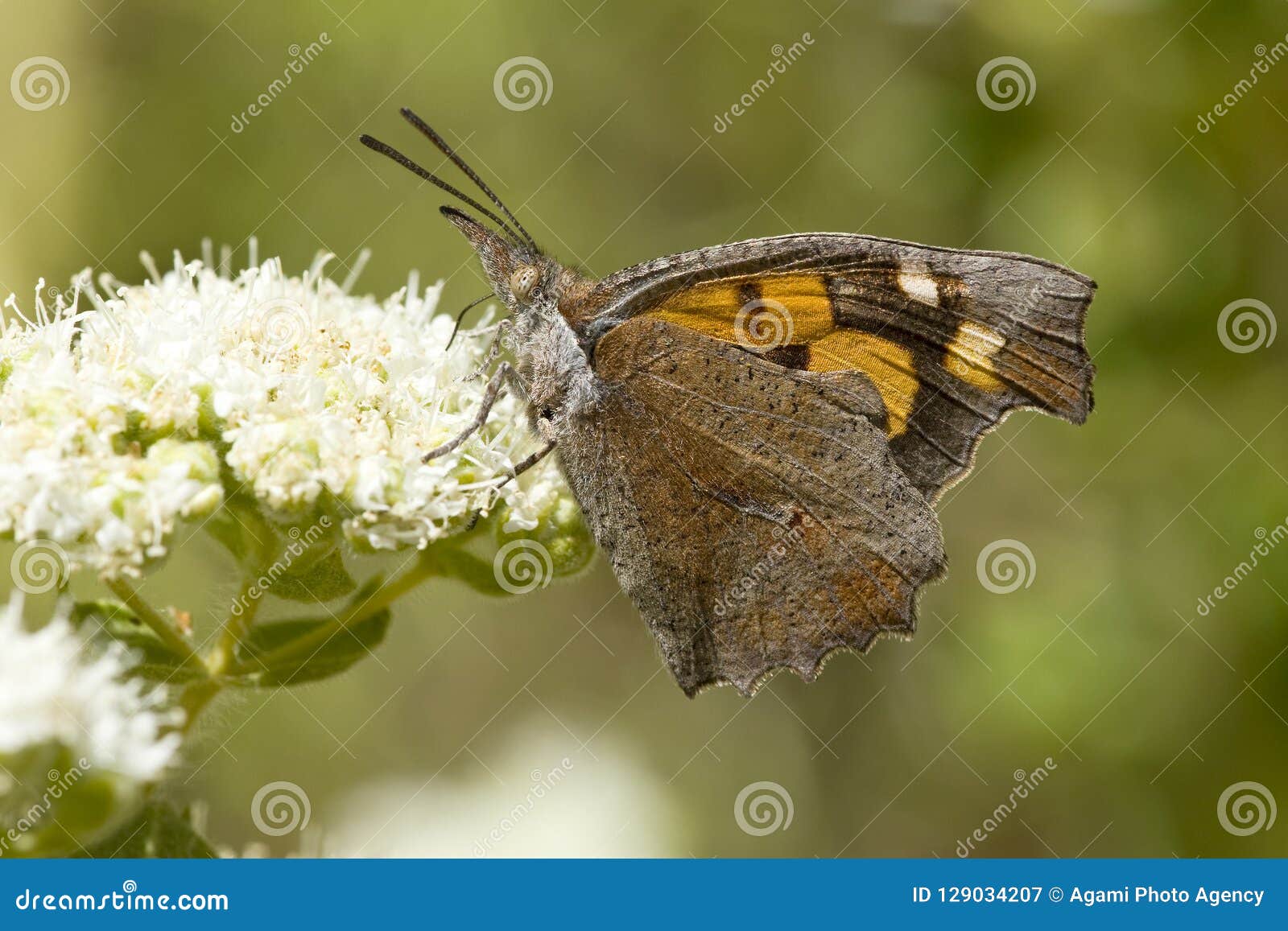 Snuitvlinder, Nettle-tree Butterfly, Libythea Celtis Stock Image ...