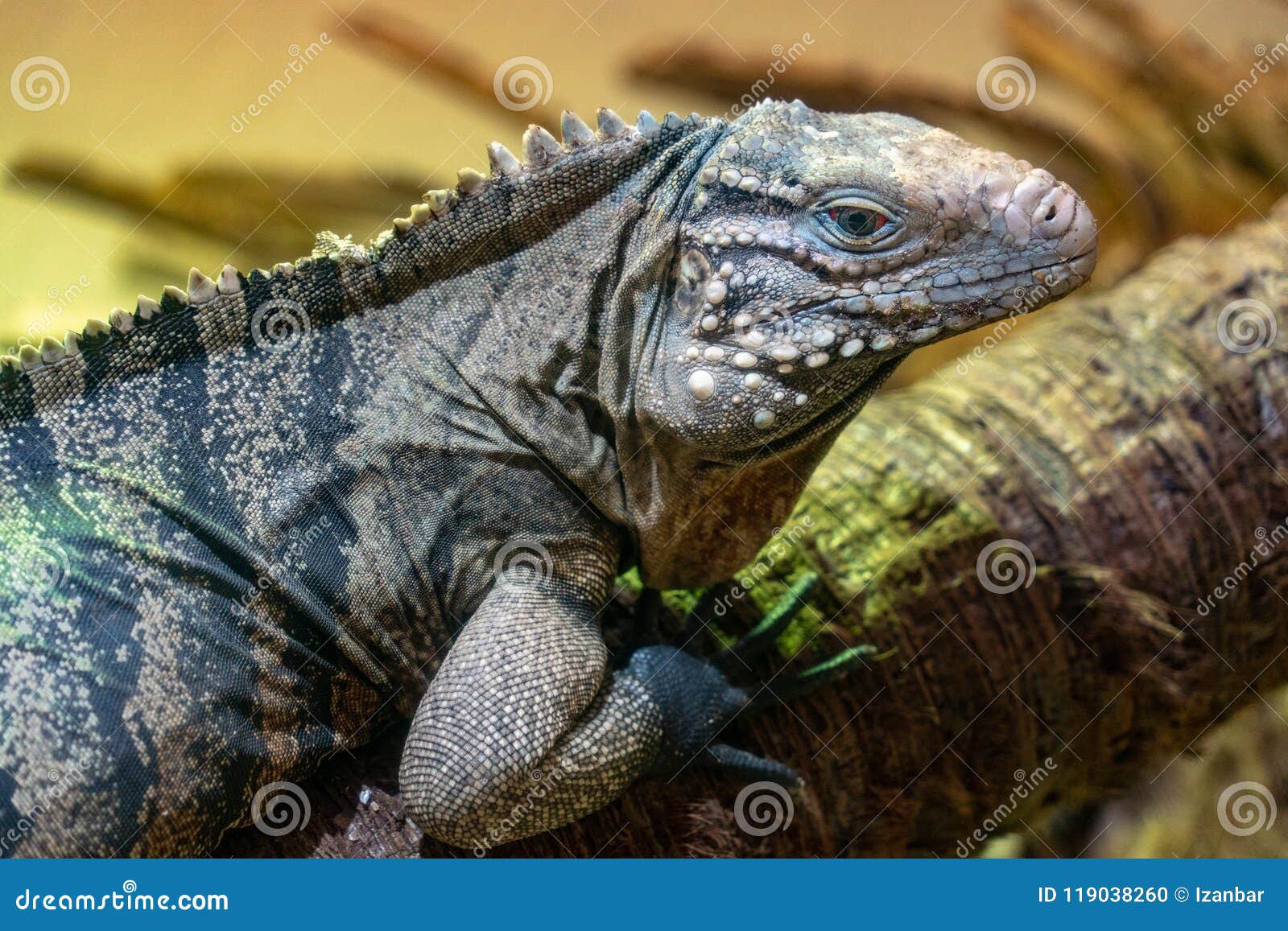 Soa Soa Water Lizard from Philippines Stock Photo - Image of reptile ...