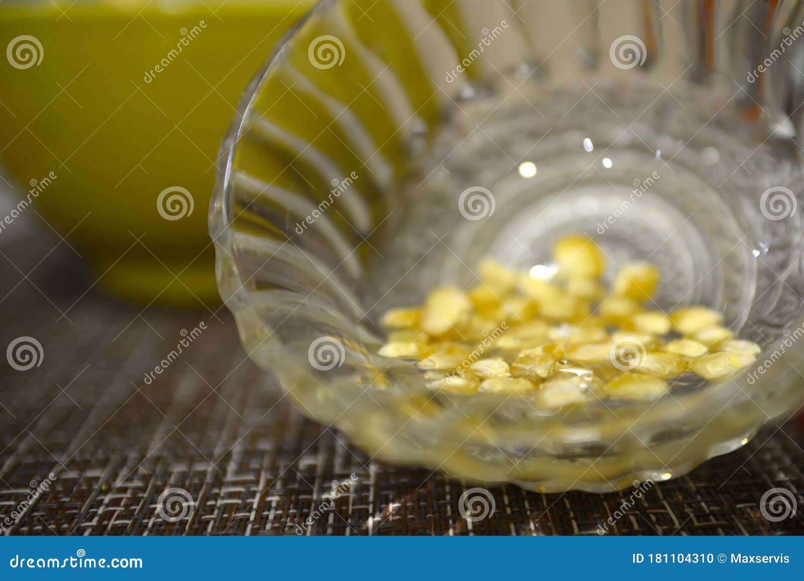 Soak Corn Seeds in Water before Sowing Stock Photo - Image of closeup ...