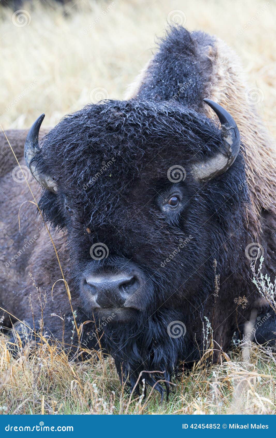 Soaked Bull Buffalo Lying in Prairie Stock Photo - Image of animals ...