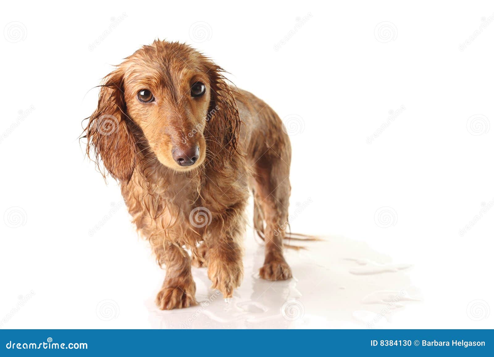 Soaked puppy stock photo. Image of isolated, doggie, cold - 8384130