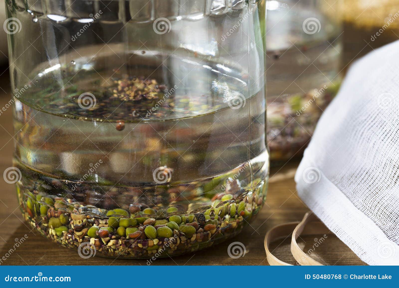 Soaking Beans for Sprouting Stock Photo - Image of health, food: 50480768