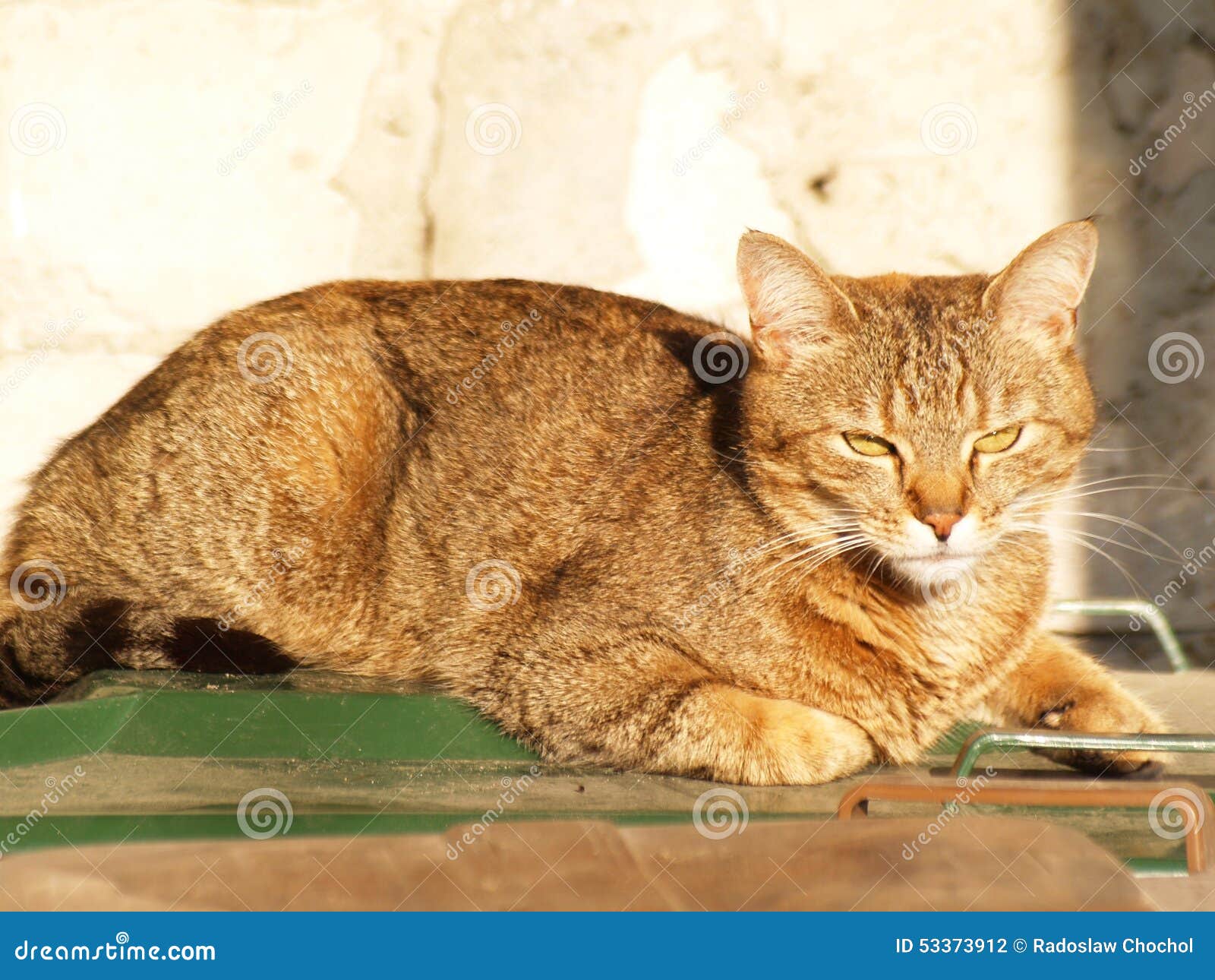 Soaking up the cat stock photo. Image of morning, spring - 53373912