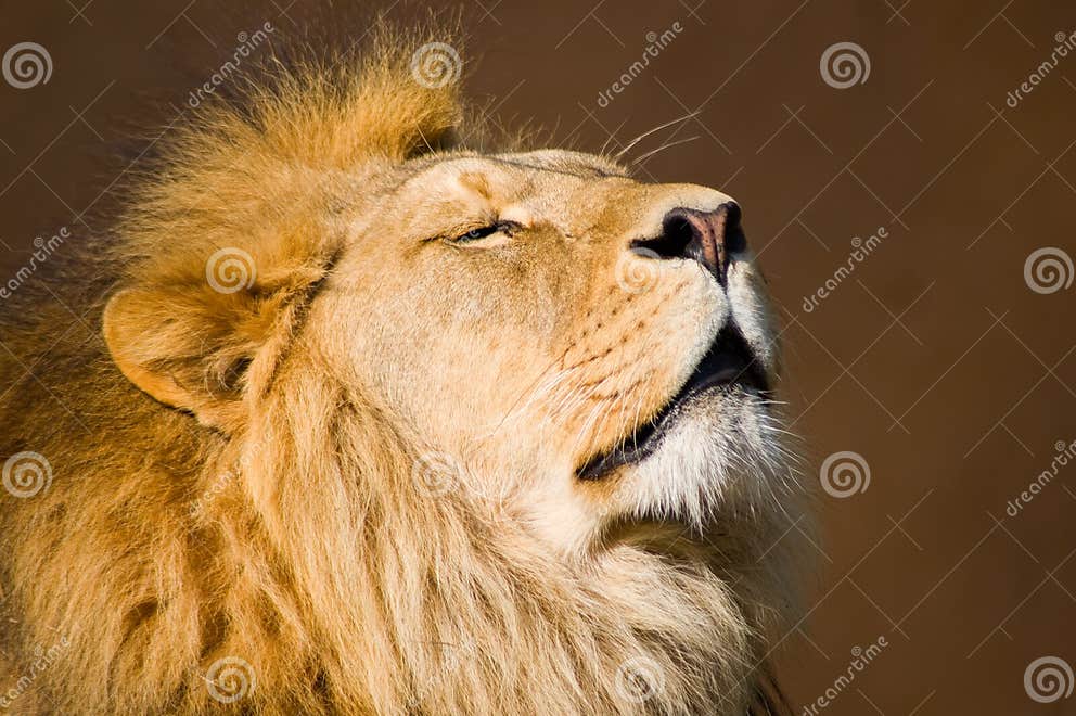 Soaking Up the Rays stock photo. Image of head, powerful - 887330