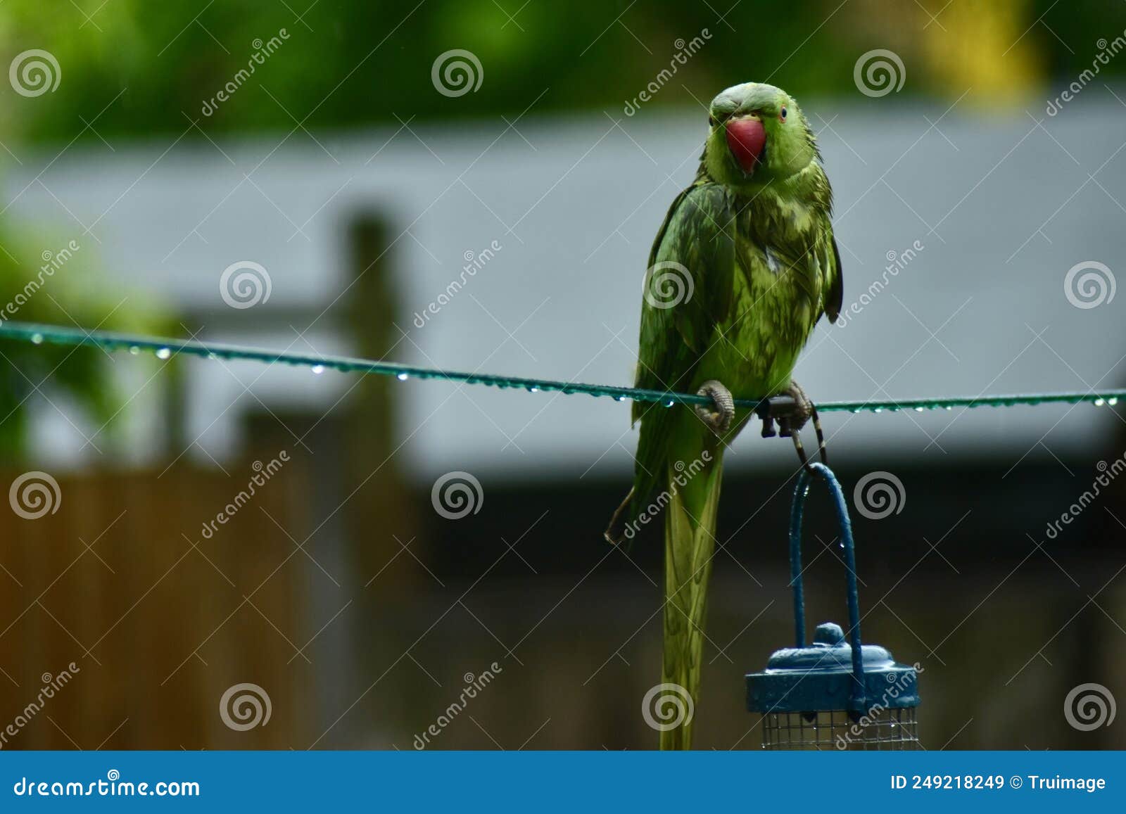 A Soaking Wet Parakeet in the Rain Stock Image - Image of lunar ...