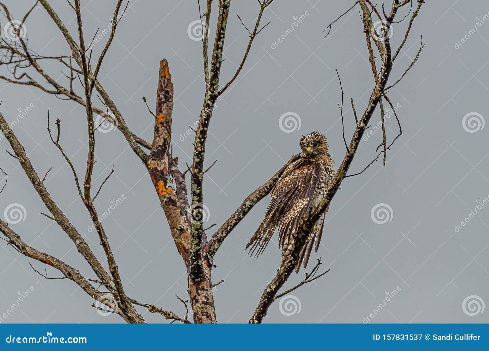Soaking Wet Red Shouldered Hawk Stock Image - Image of sitting ...
