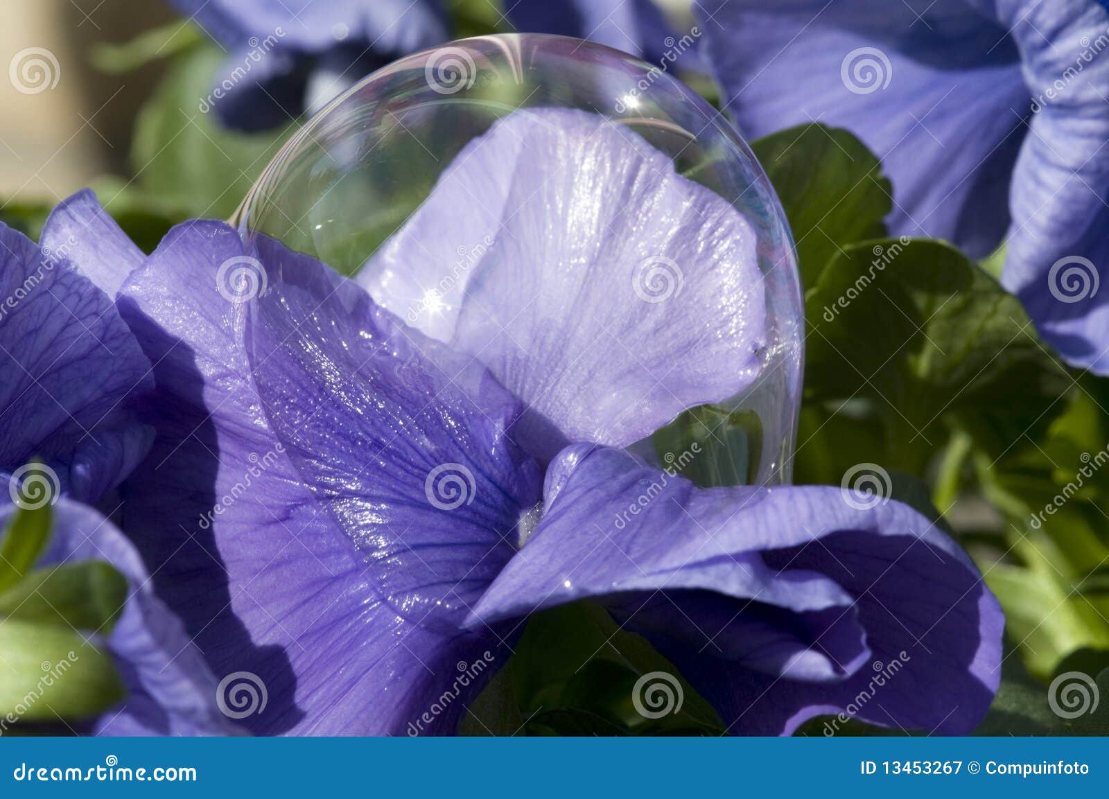 Soap bubble on flower stock image. Image of vivid, summer - 13453267