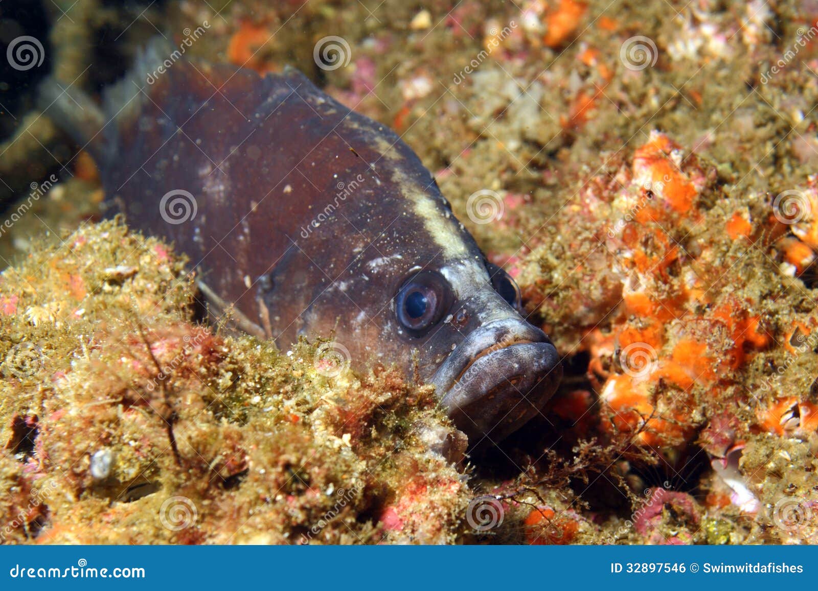 Soap Fish stock photo. Image of fish, wildlife, maculatus - 32897546