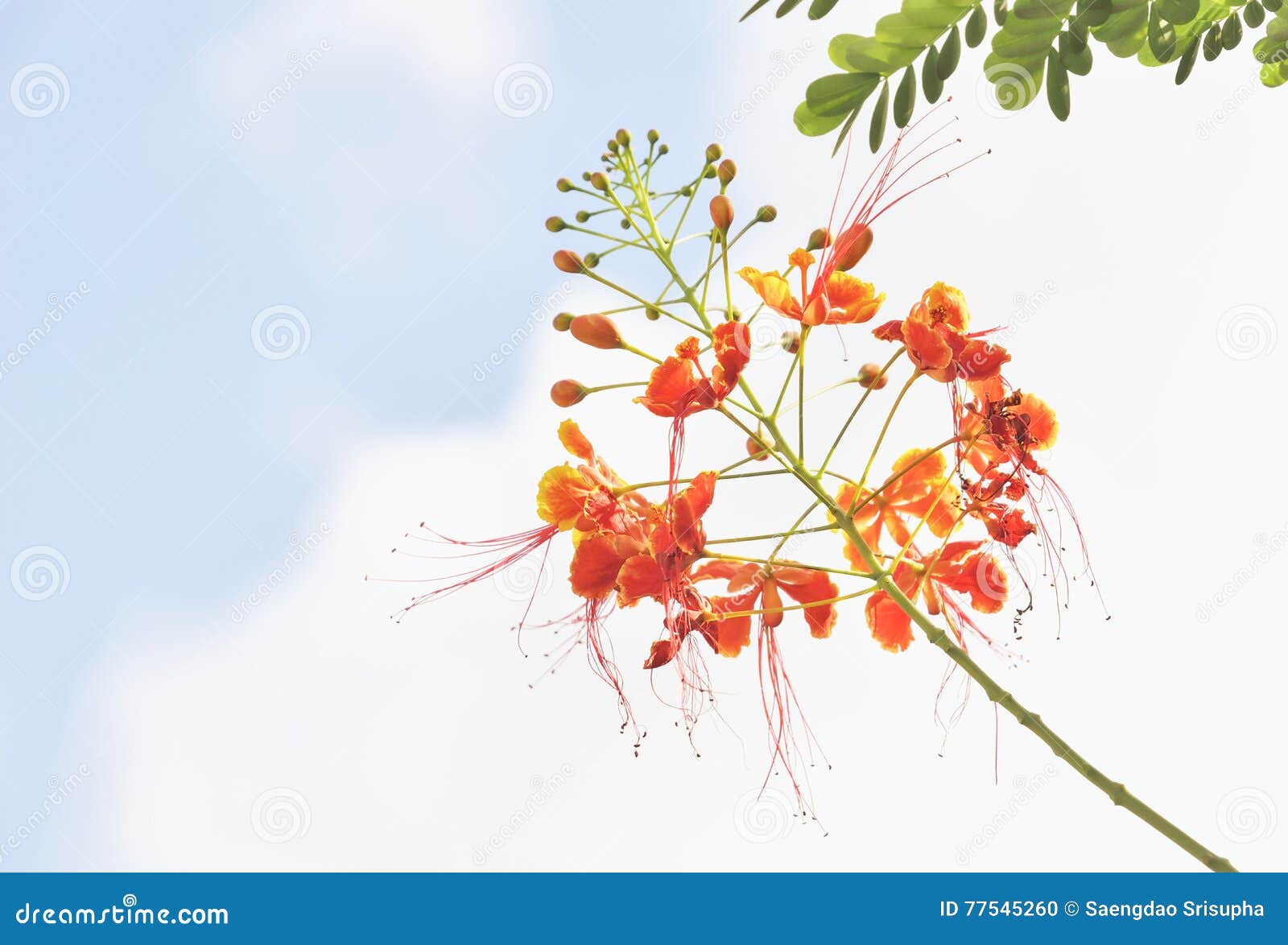 Soap Pod stock photo. Image of herbal, care, branch, cream - 77545260