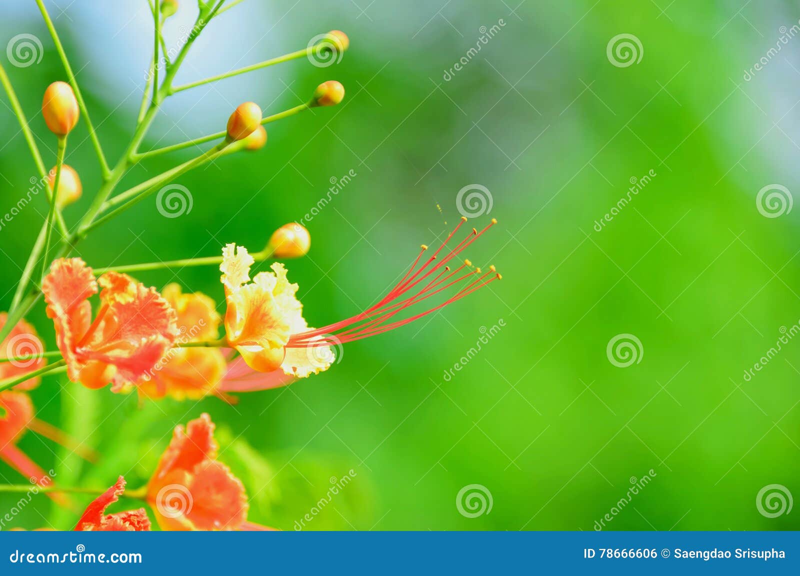 Soap Pod stock photo. Image of concinna, fruit, bobs - 78666606