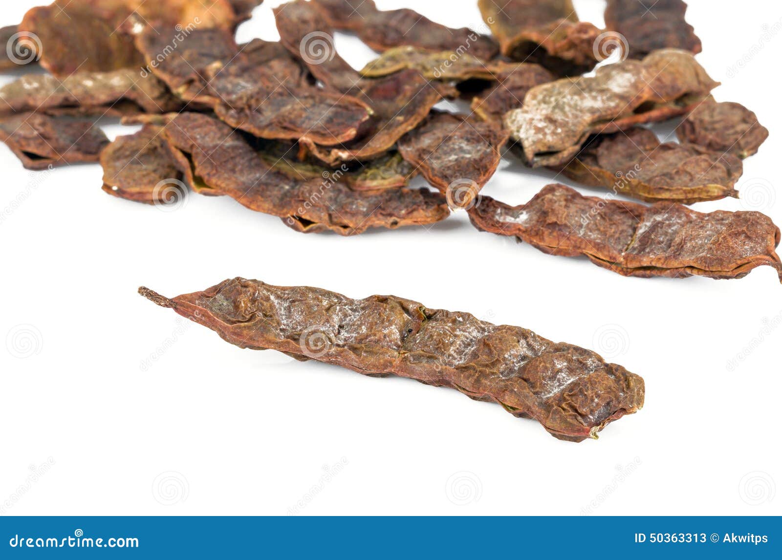 Soap Pod on White Background - Acacia Concinna (Willd.) DC. Stock Image ...