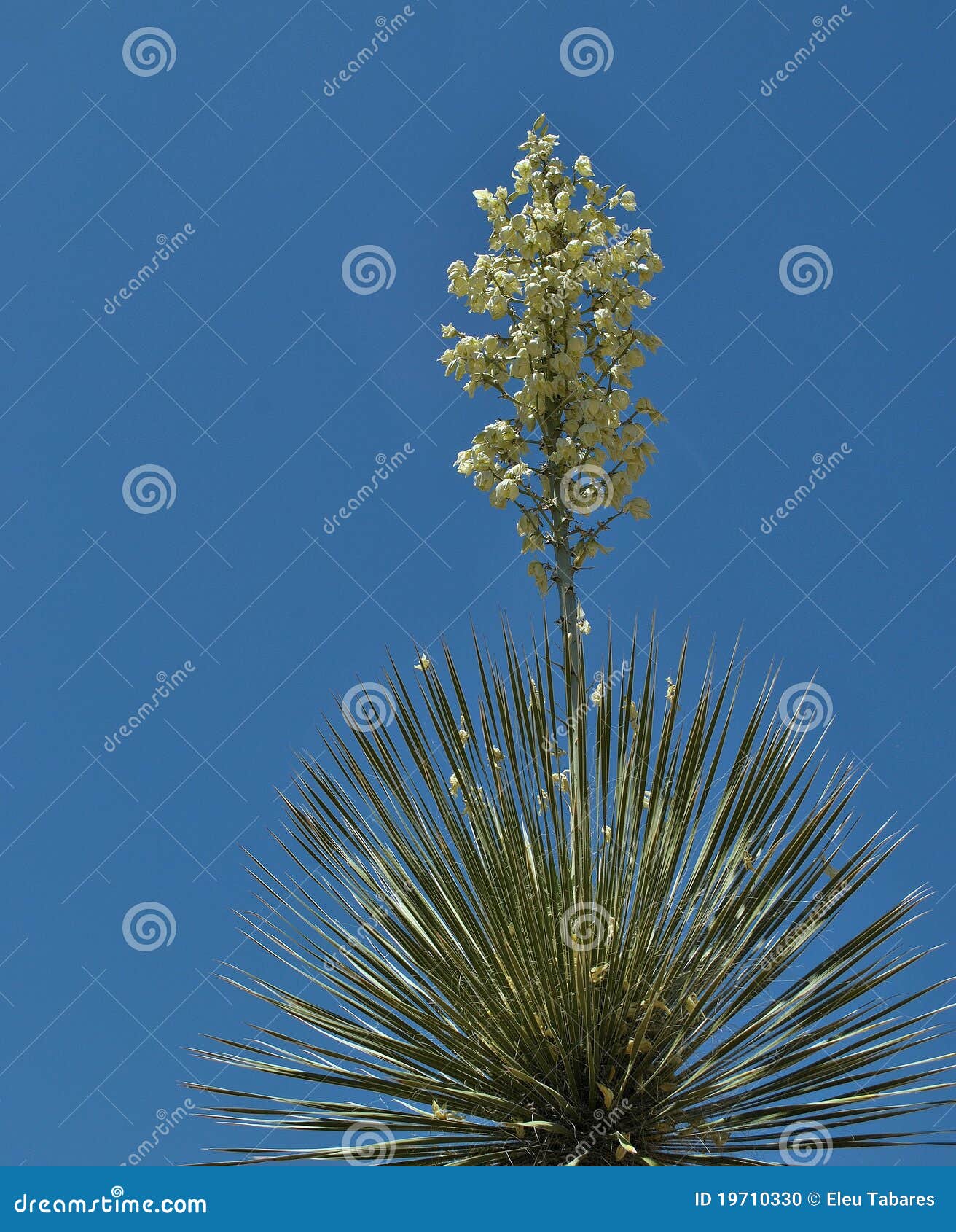 Soaptree Yucca stock photo. Image of garden, southwest - 19710330