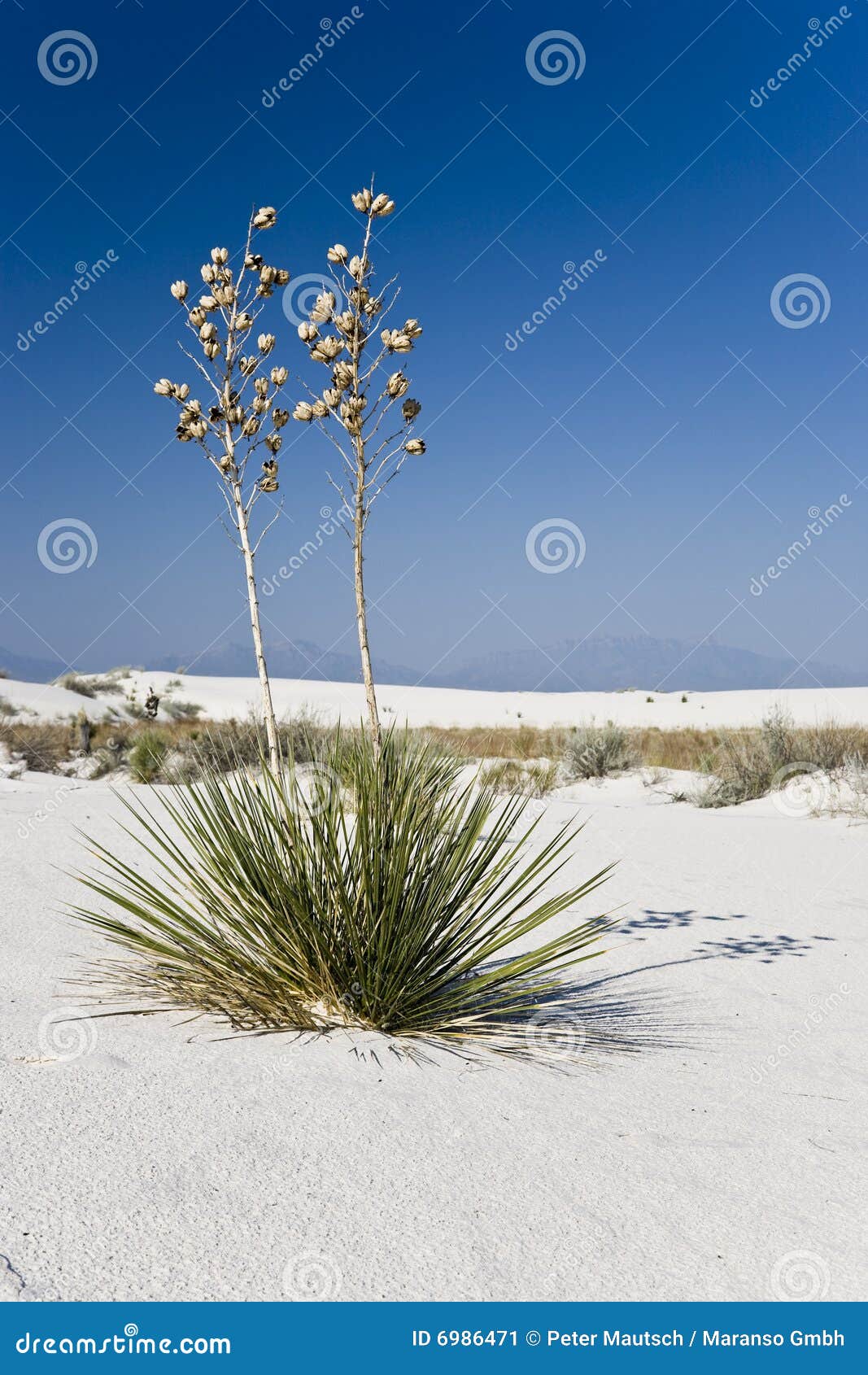 Soaptree Yucca Plant In The Dunes At White Sands National Monument ...