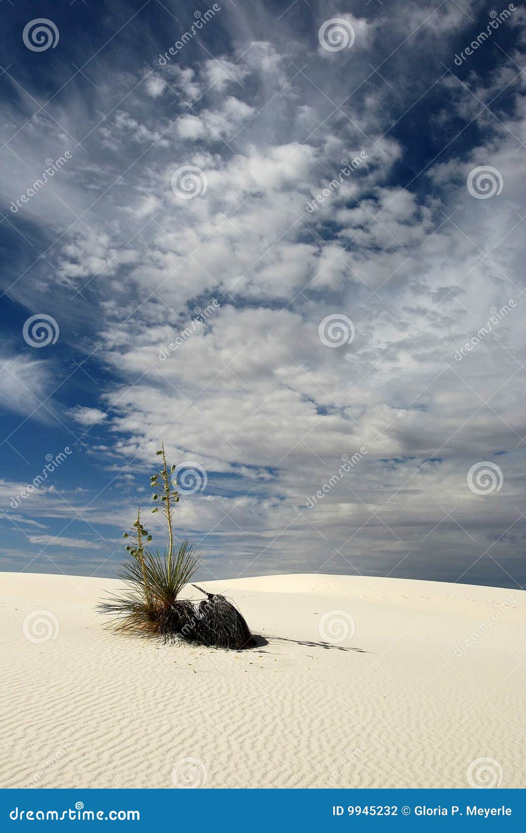 Soaptree Yucca and White Sands Stock Photo - Image of white, harsh: 9945232