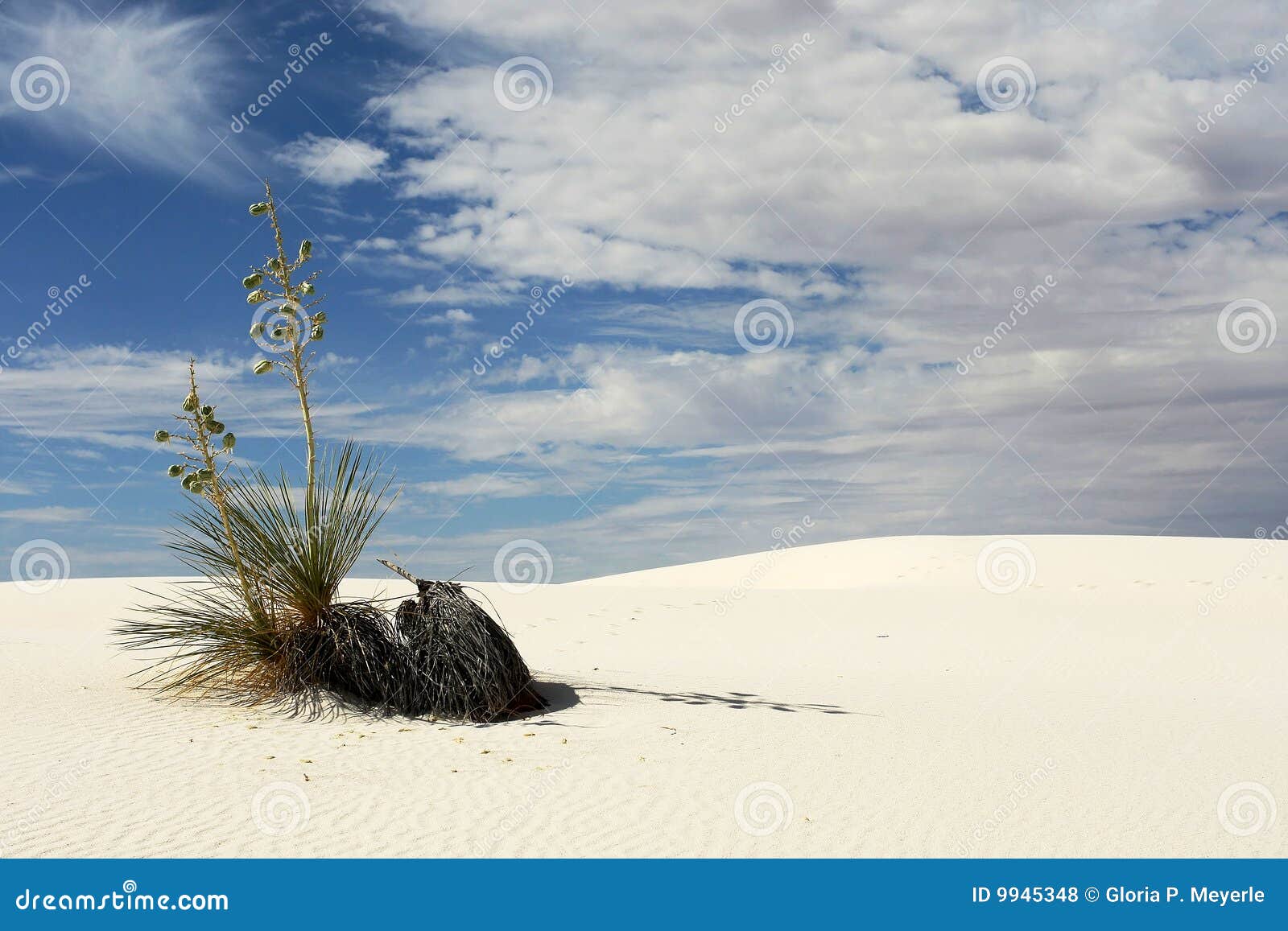 Soaptree Yucca and White Sands Stock Photo - Image of yucca, stark: 9945348