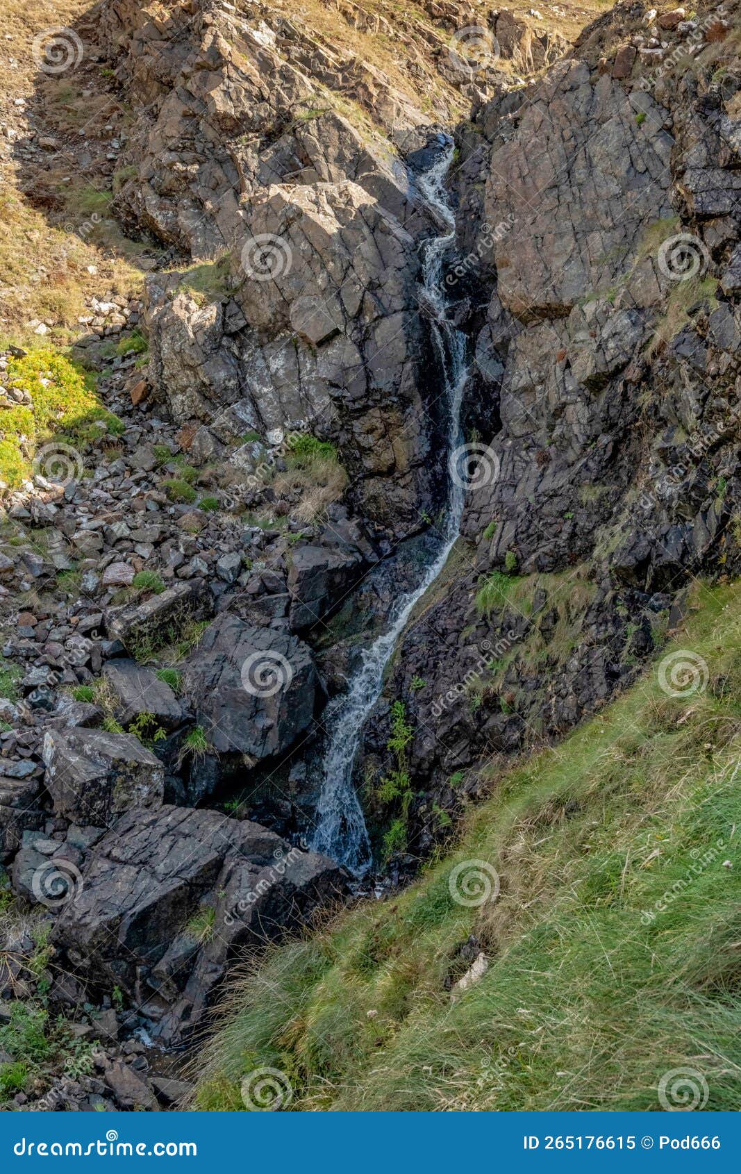 Soapy Cove Cornwall with Seals and Their Pups Stock Image - Image of ...