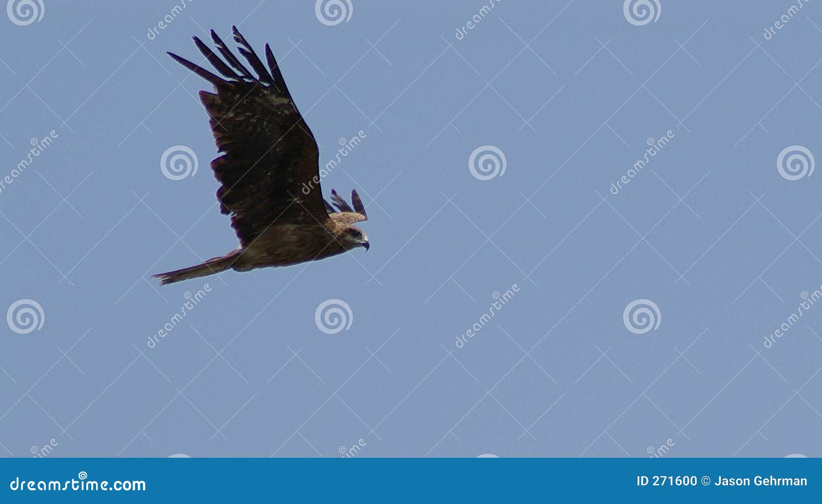 Soar Picture. Image: 271600