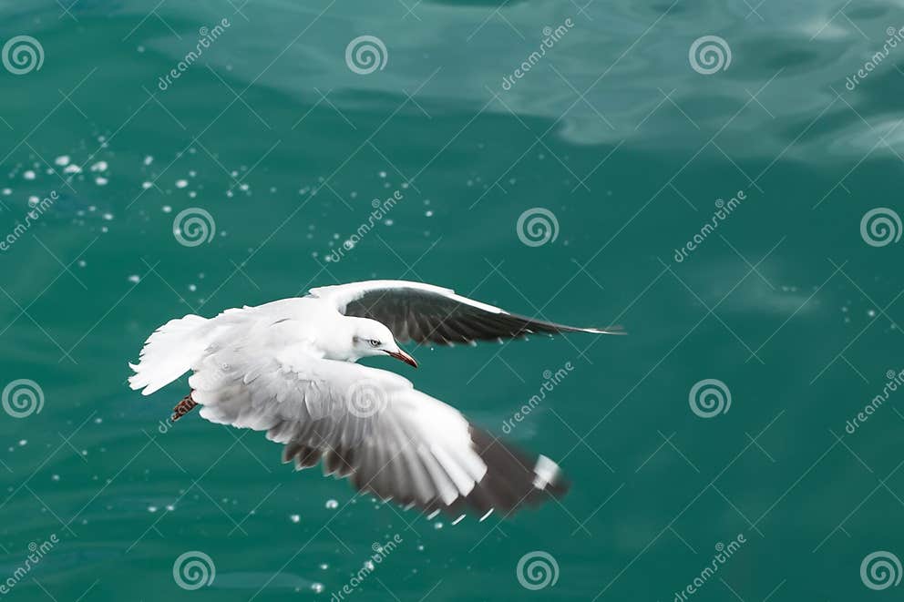 Soaring stock image. Image of ocean, nature, life, animals - 26253225