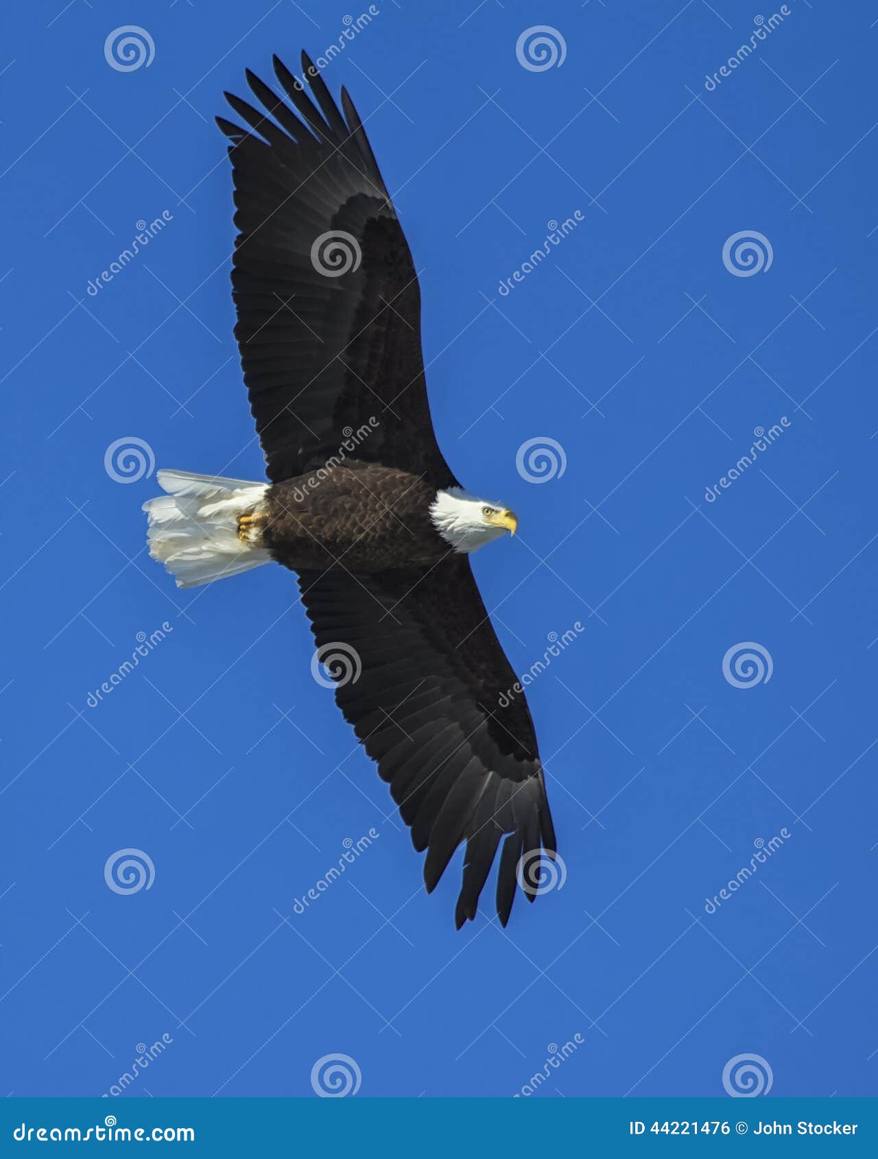 Soaring Bald Eagle stock photo. Image of freedom, feathers - 44221476