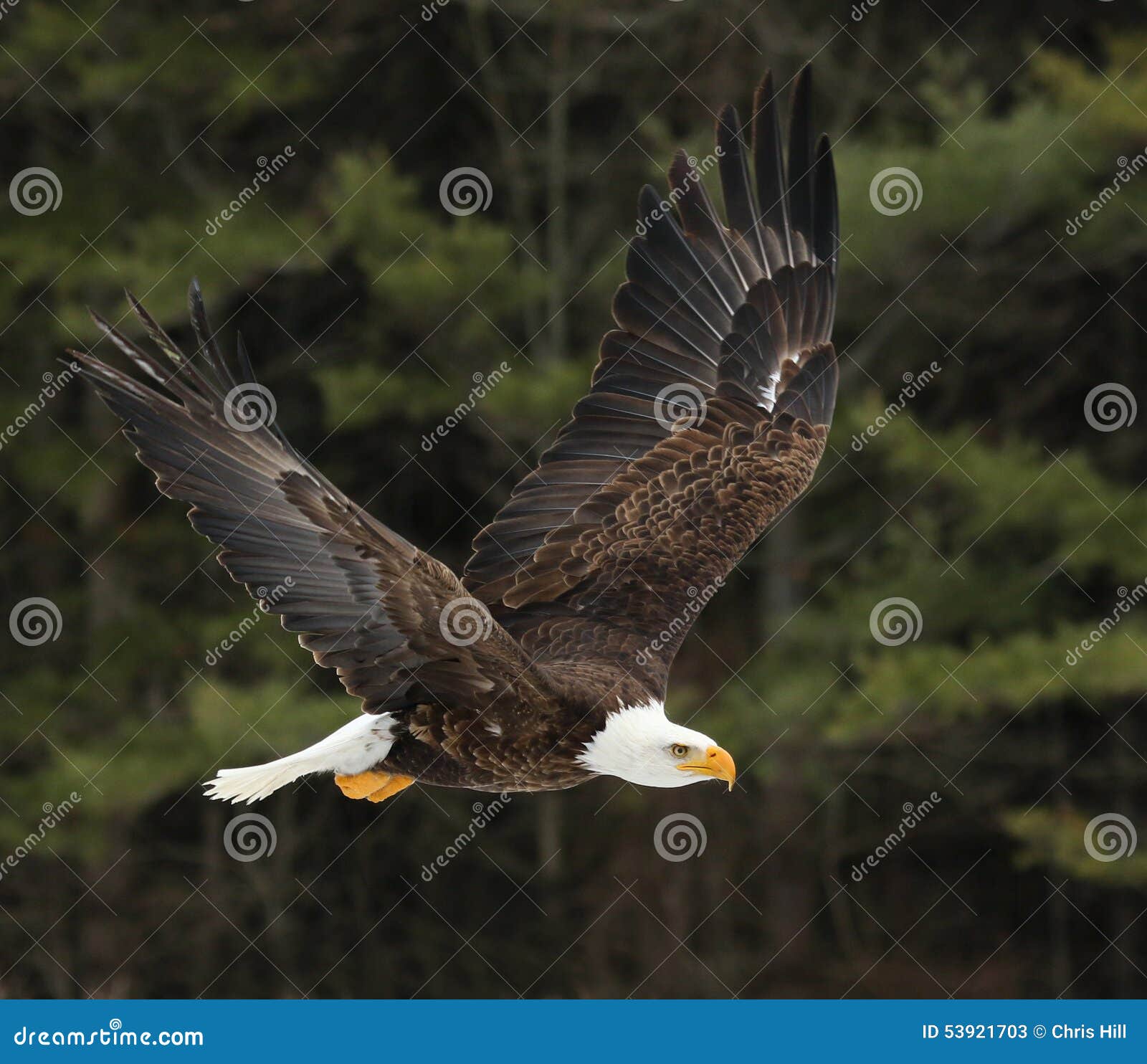 Soaring Bald Eagle stock image. Image of symbol, birds - 53921703