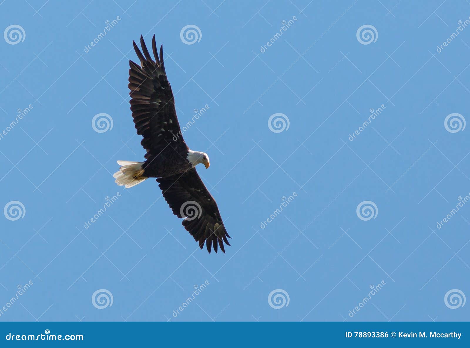 Soaring Bald Eagle stock photo. Image of wilderness, eagle - 78893386