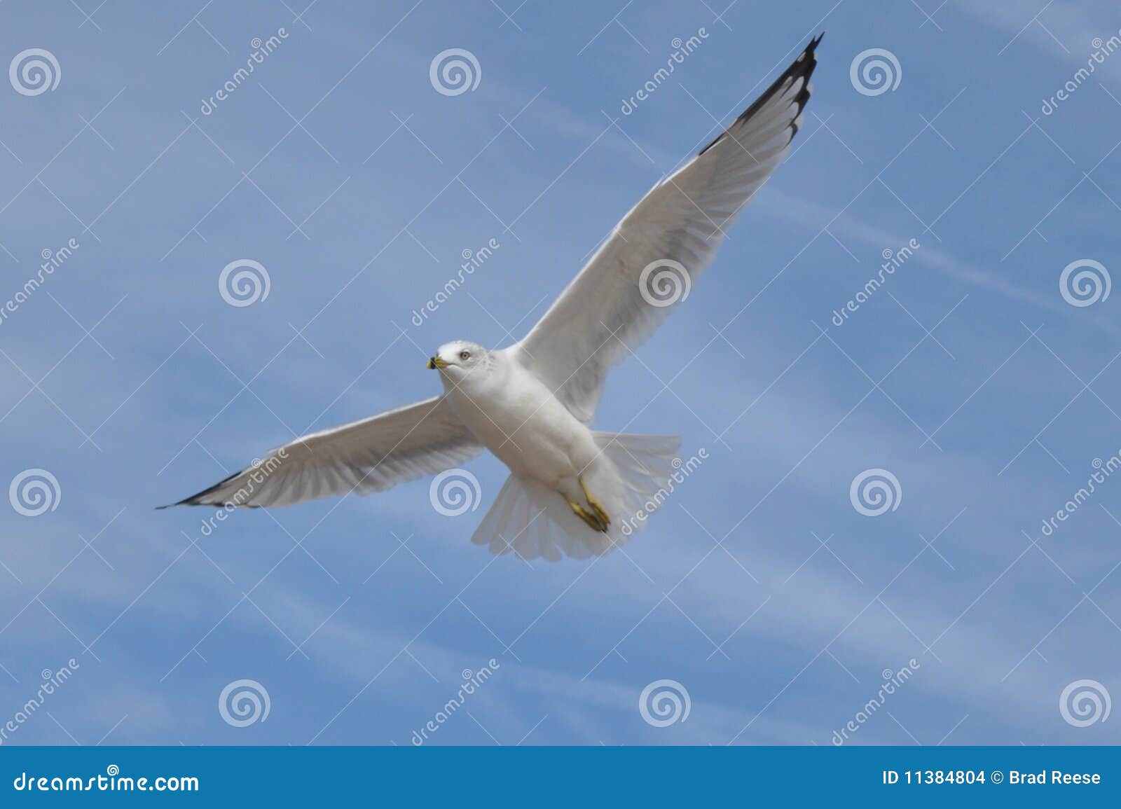 Soaring Bird stock photo. Image of peace, soaring, flight - 11384804