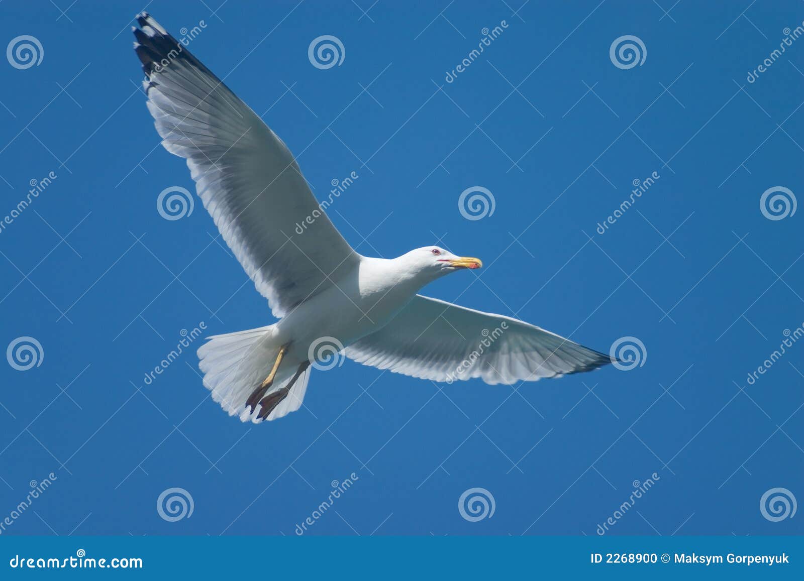 Soaring bird stock photo. Image of bird, white, hover - 2268900