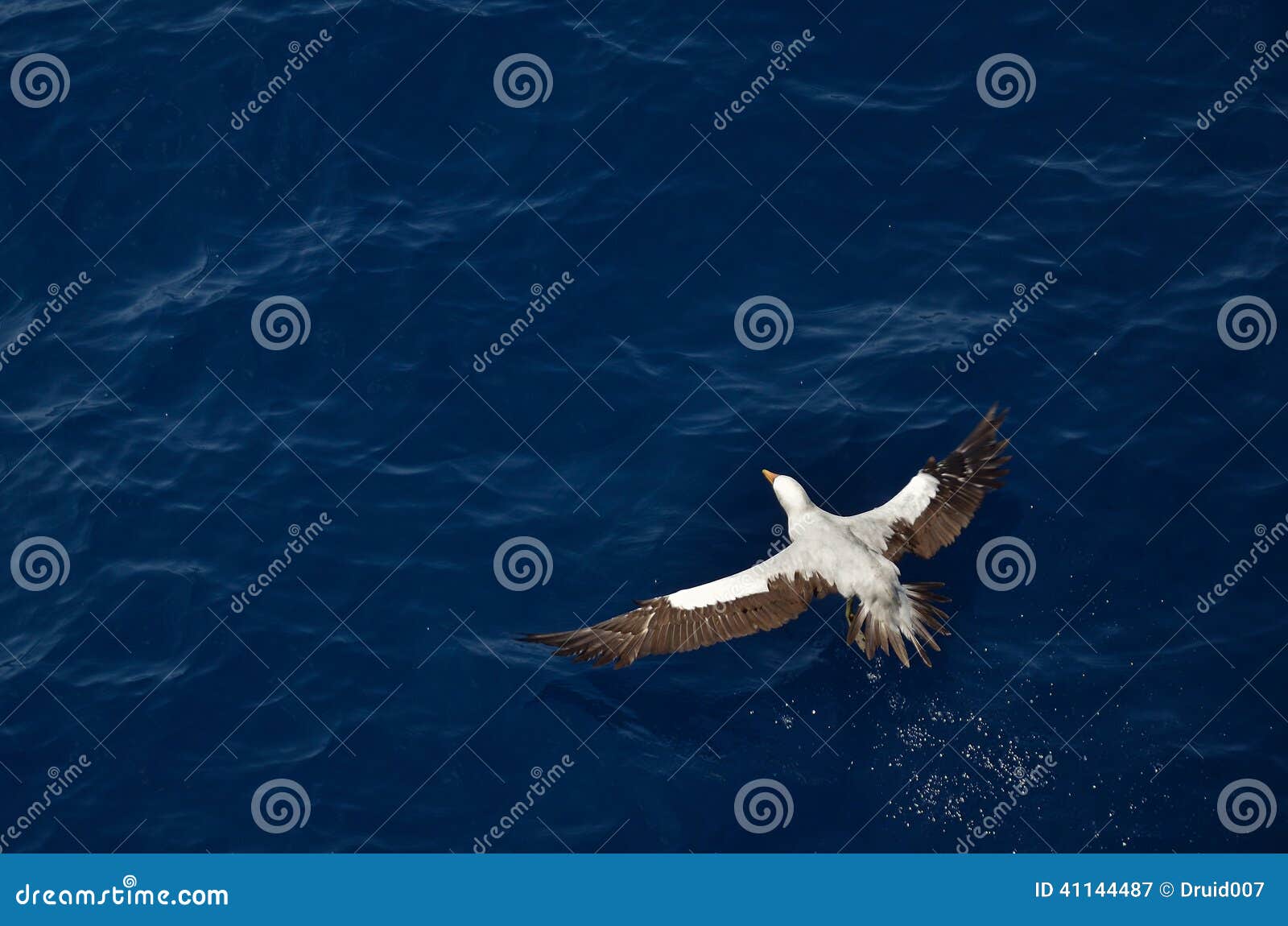 Soaring bird stock image. Image of soaring, blue, albatross - 41144487