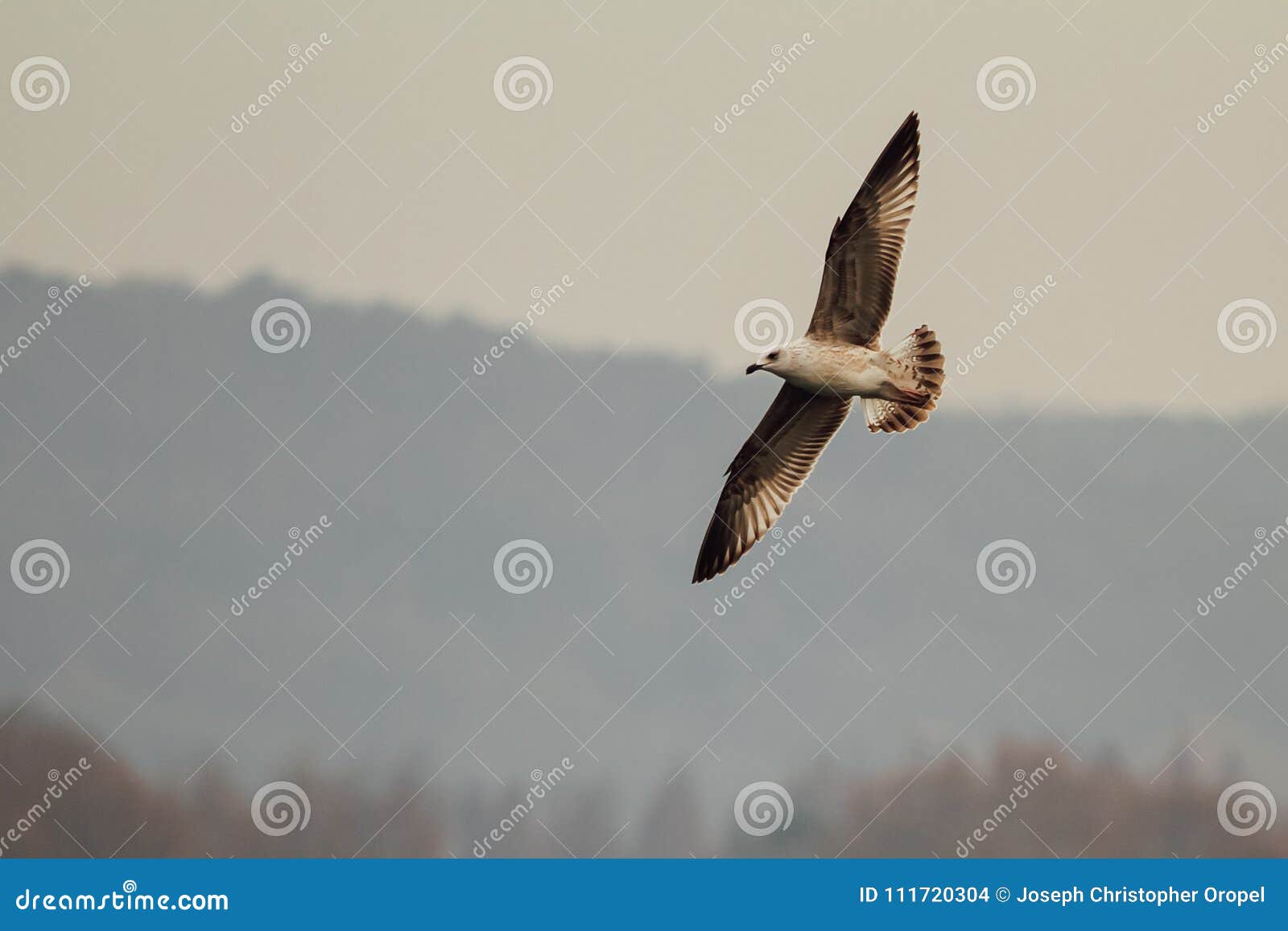 Soaring bird stock photo. Image of flying, soaring, china - 111720304
