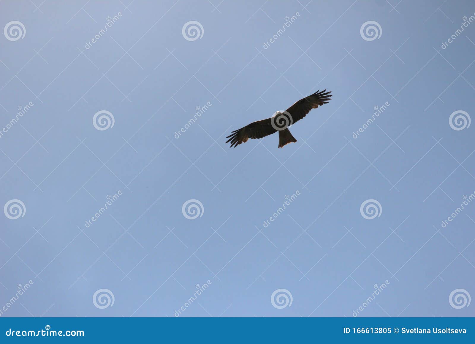 Soaring Bird Silhouette in the Sky. Flight of the Steppe Eagle in a ...