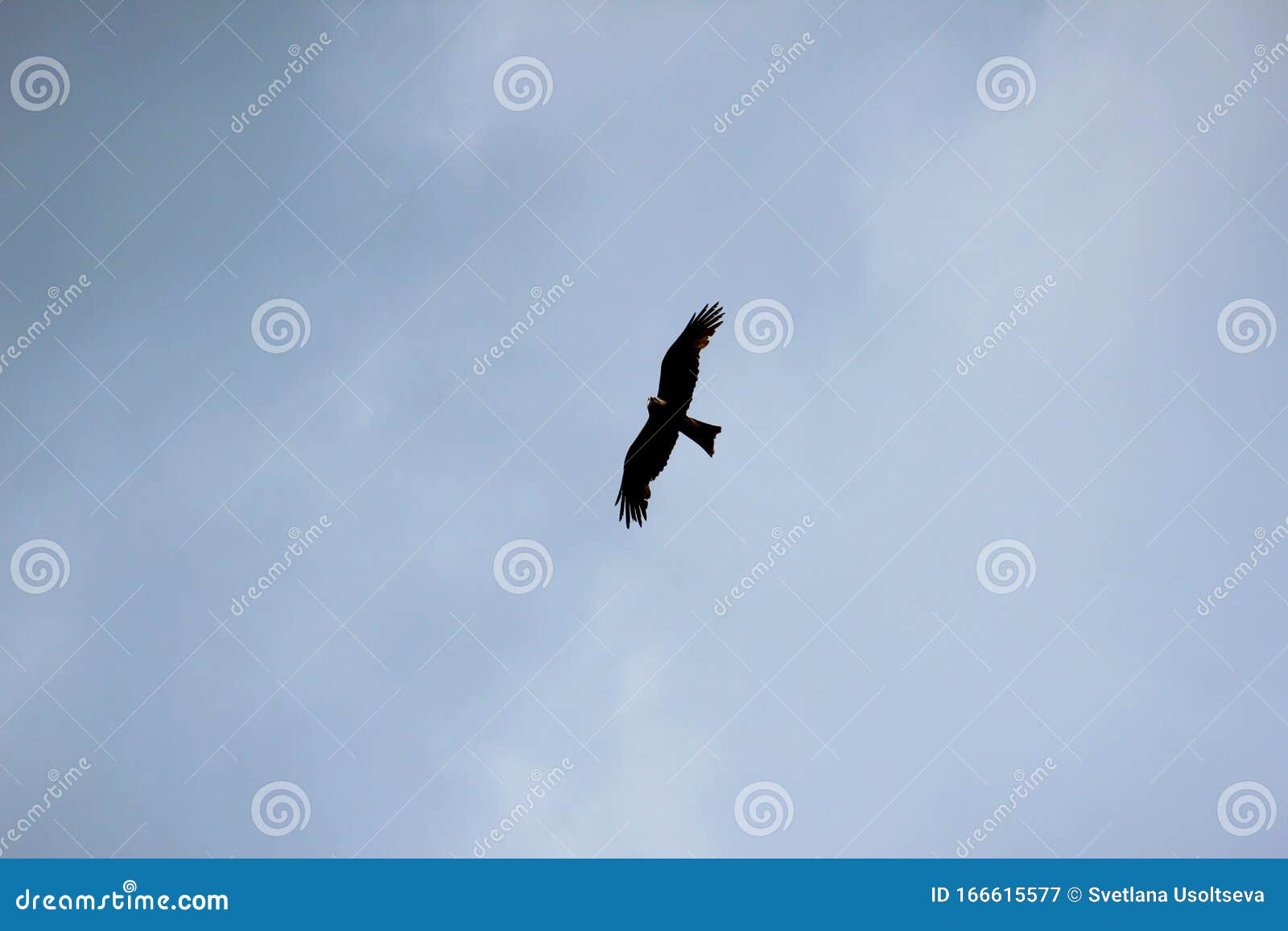 Soaring Eagle Silhouette Stock Photos - Download 405 Royalty Free Photos