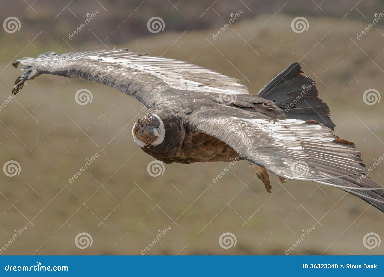Soaring Condor stock photo. Image of argentinean, looking - 36323348