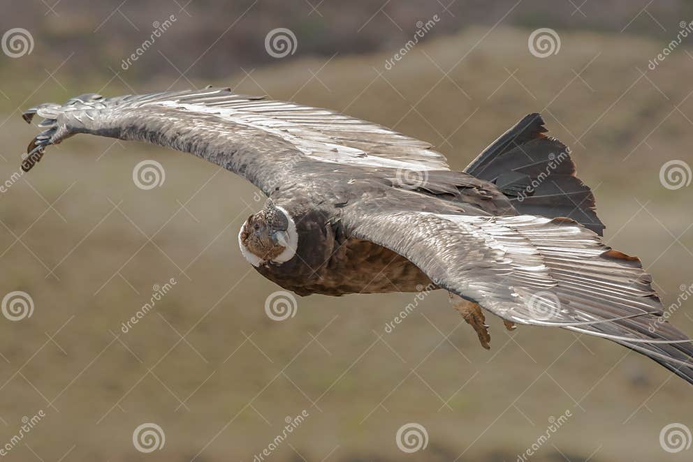 Soaring Condor stock photo. Image of argentinean, looking - 36323348