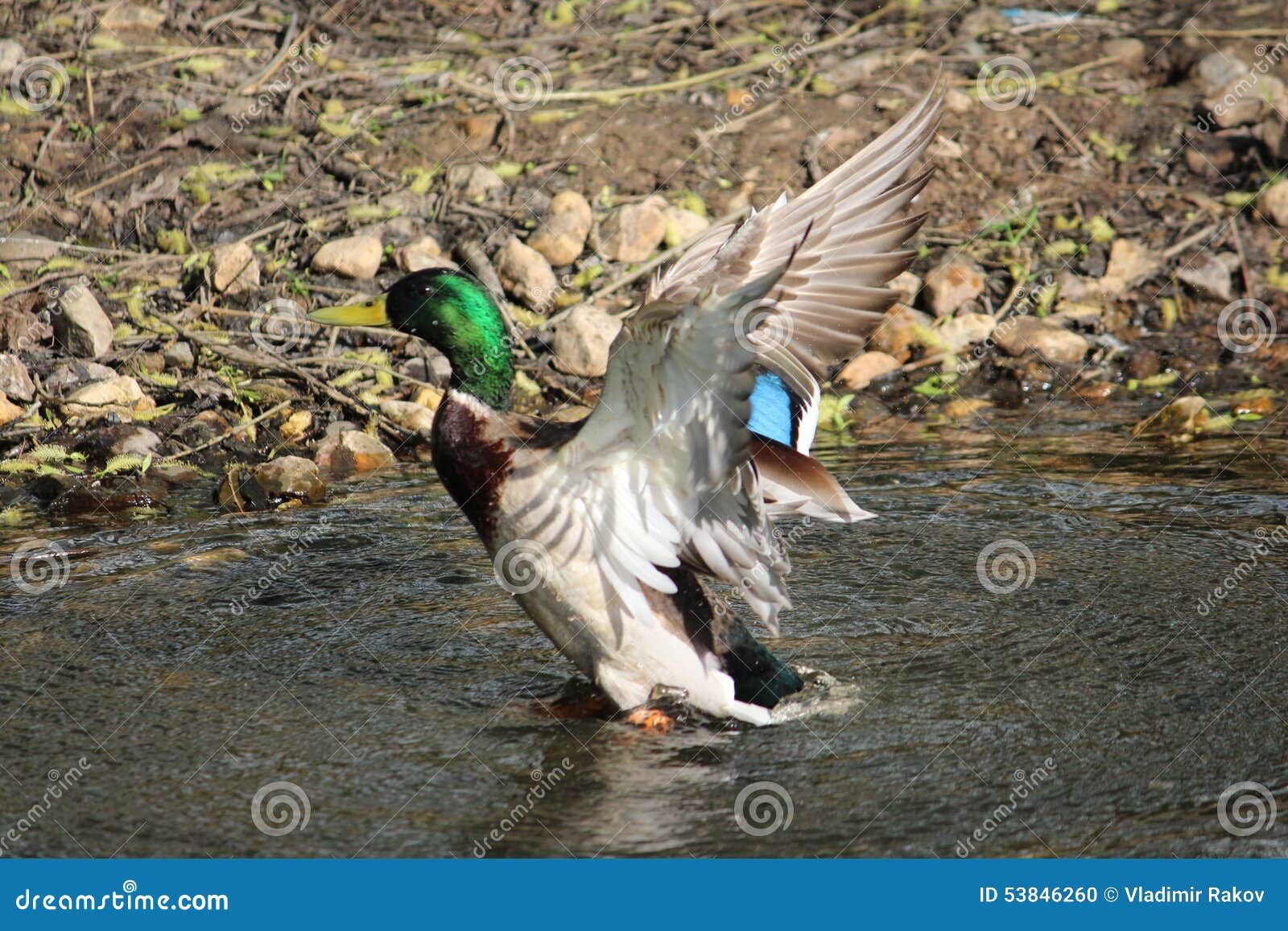 Soaring duck stock photo. Image of nice, russia, spring - 53846260