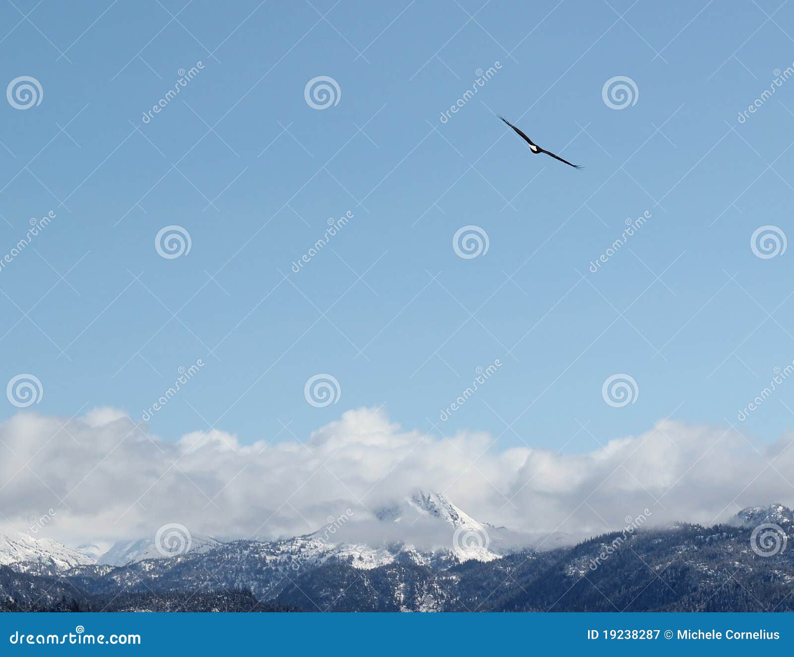 Soaring eagle stock image. Image of fresh, soar, alaska - 19238287