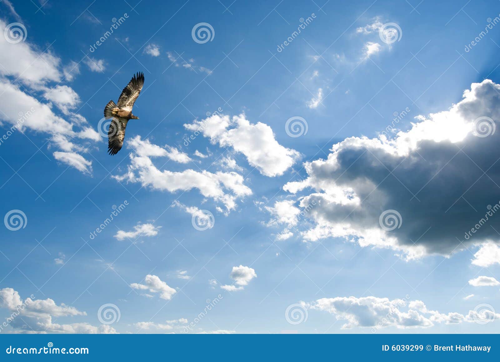 Soaring Eagle stock image. Image of animal, prey, symbol - 6039299