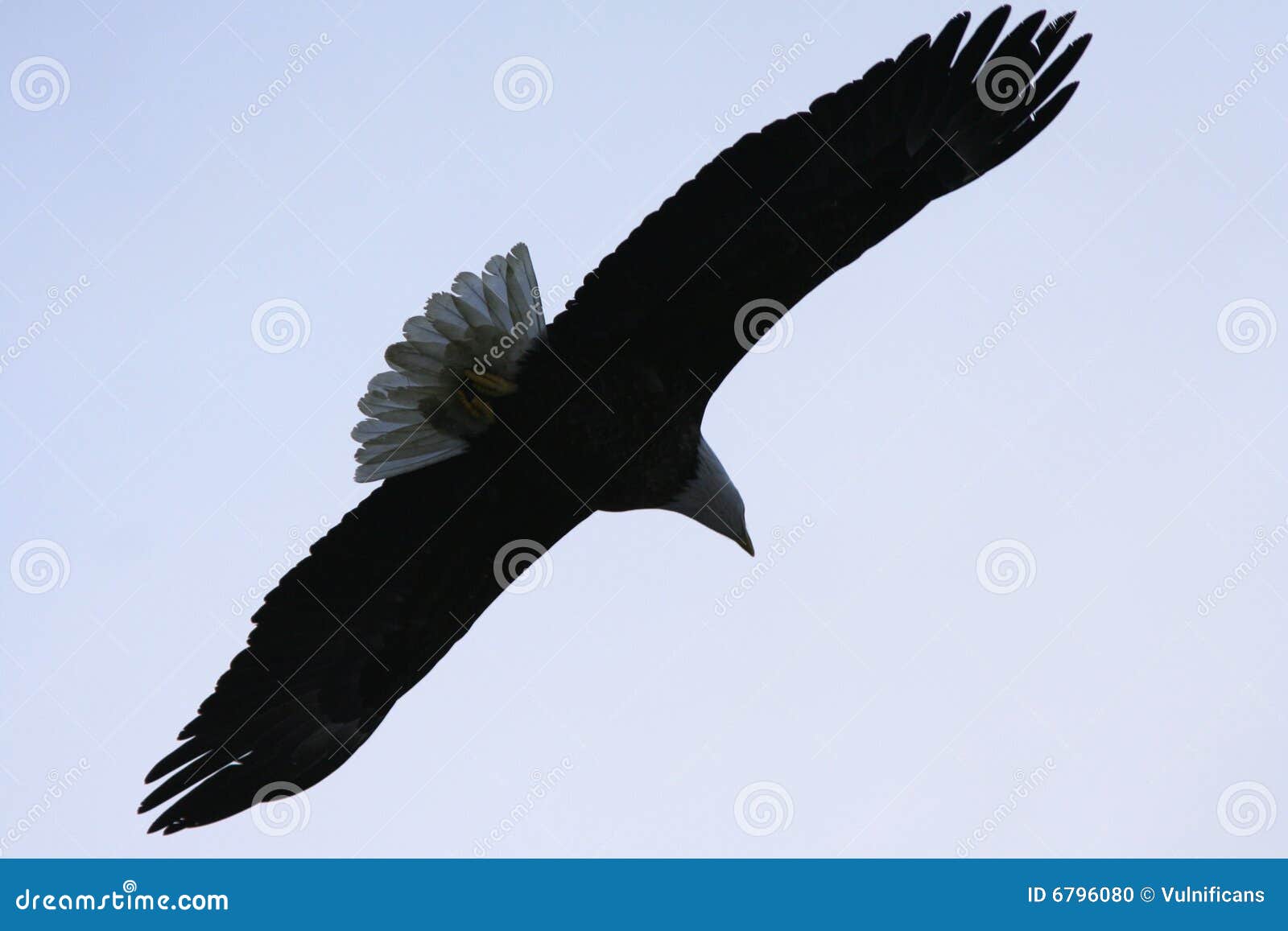 Soaring eagle stock photo. Image of symbol, northwest - 6796080
