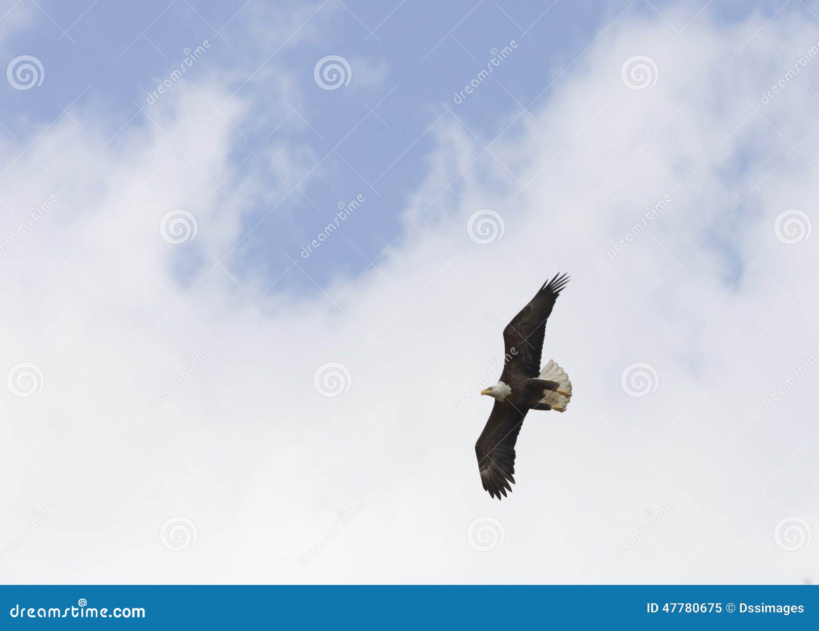 Soaring Eagle stock image. Image of majestic, winter - 47780675