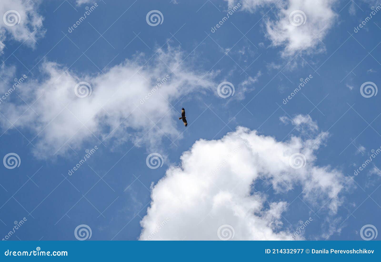 Soaring Eagle in Blue Sky with Clouds, Natural Background Stock Image ...