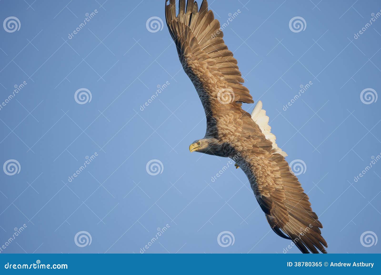 Soaring Eagle stock image. Image of apex, nature, predator - 38780365