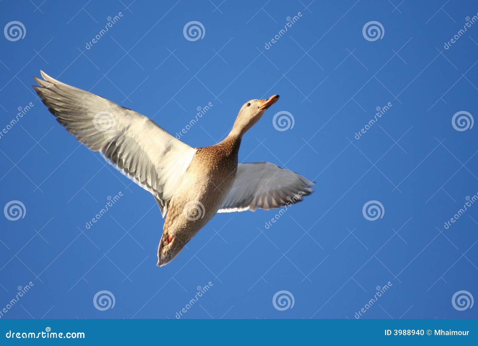 Soaring Female Mallard stock photo. Image of happy, flying - 3988940