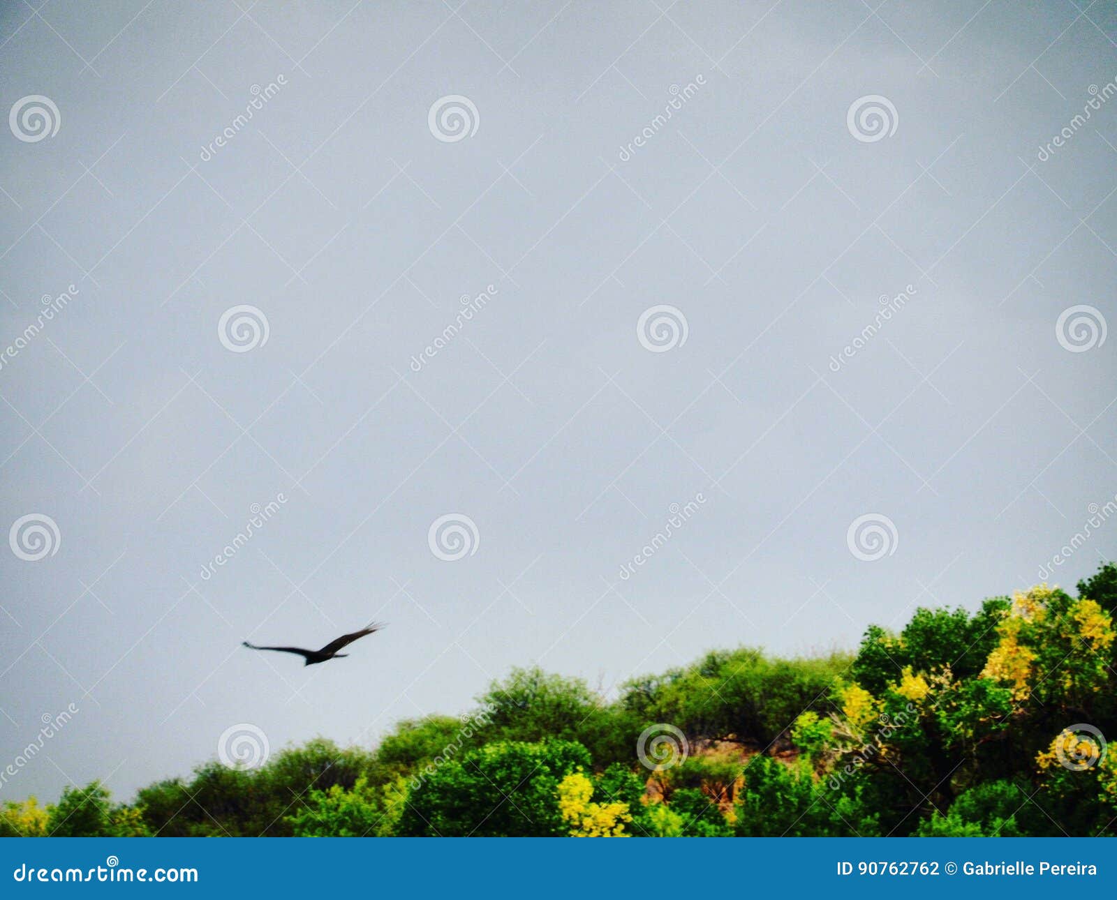 Soaring, flying low stock photo. Image of flying, arizona - 90762762