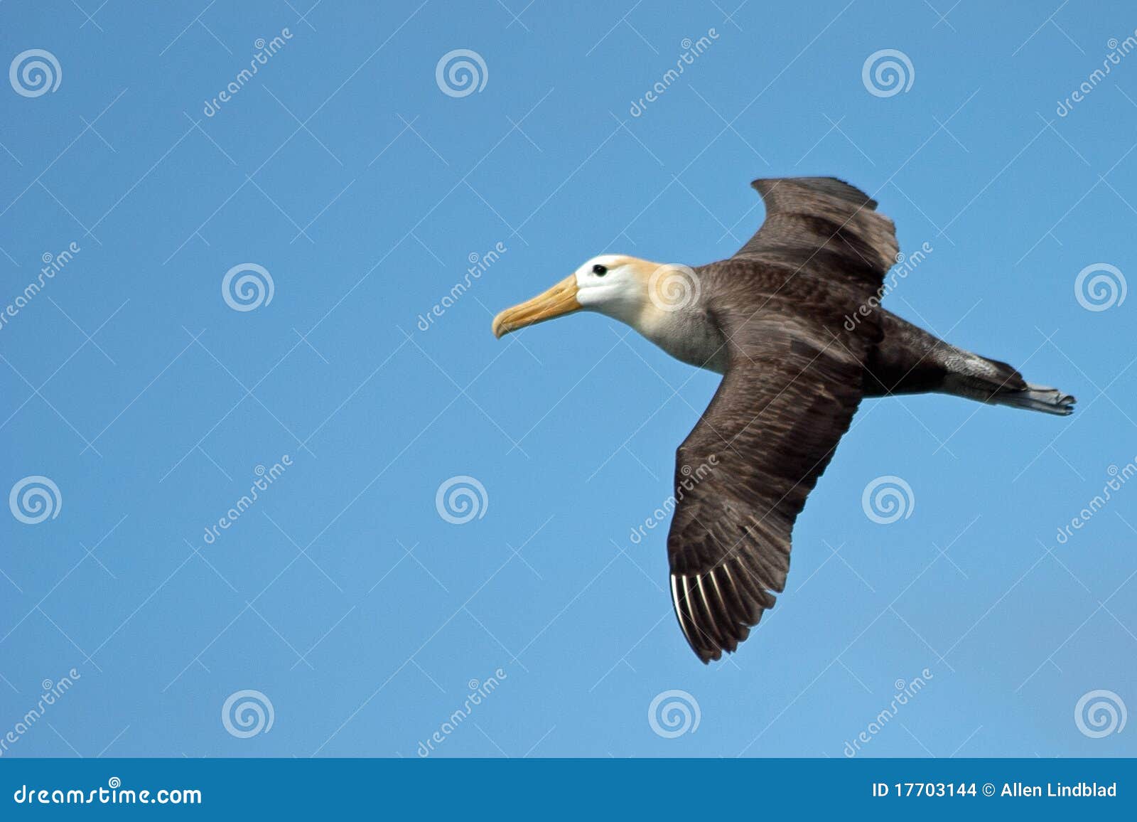 Soaring Galapagos Waved Albatross Stock Photo - Image of feathers, blue ...