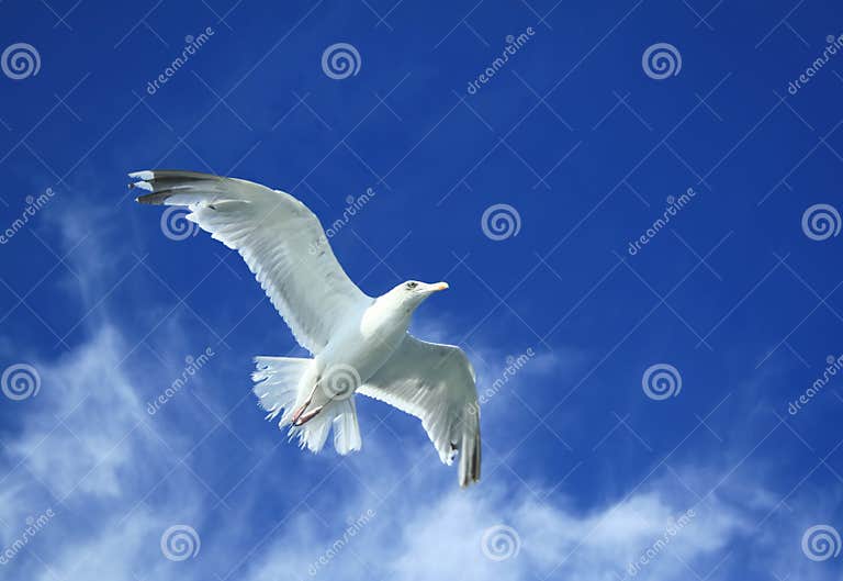 Soaring gull stock photo. Image of nature, coast, juvenile - 1204536