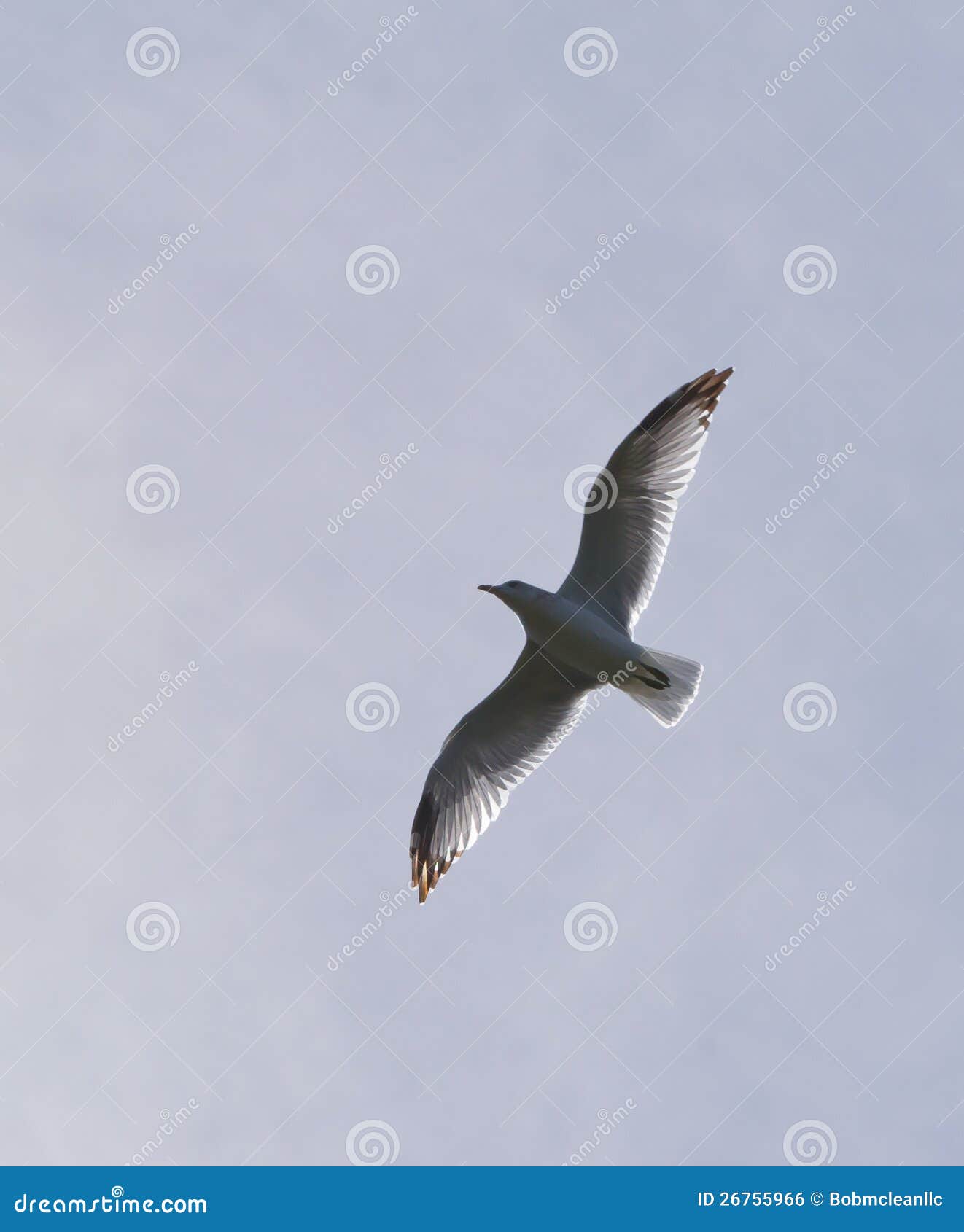 Soaring Gull stock photo. Image of seagull, water, ring - 26755966