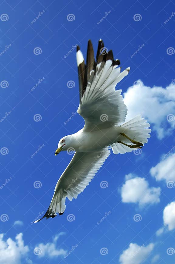 Soaring Gull stock image. Image of seagulls, bird, flight - 93149