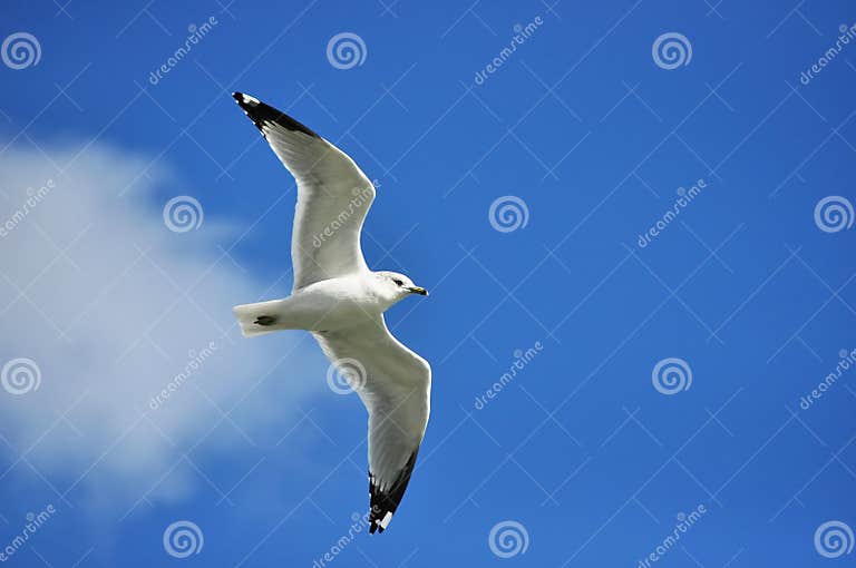 Soaring Gull stock image. Image of soar, nature, freedom - 34656539