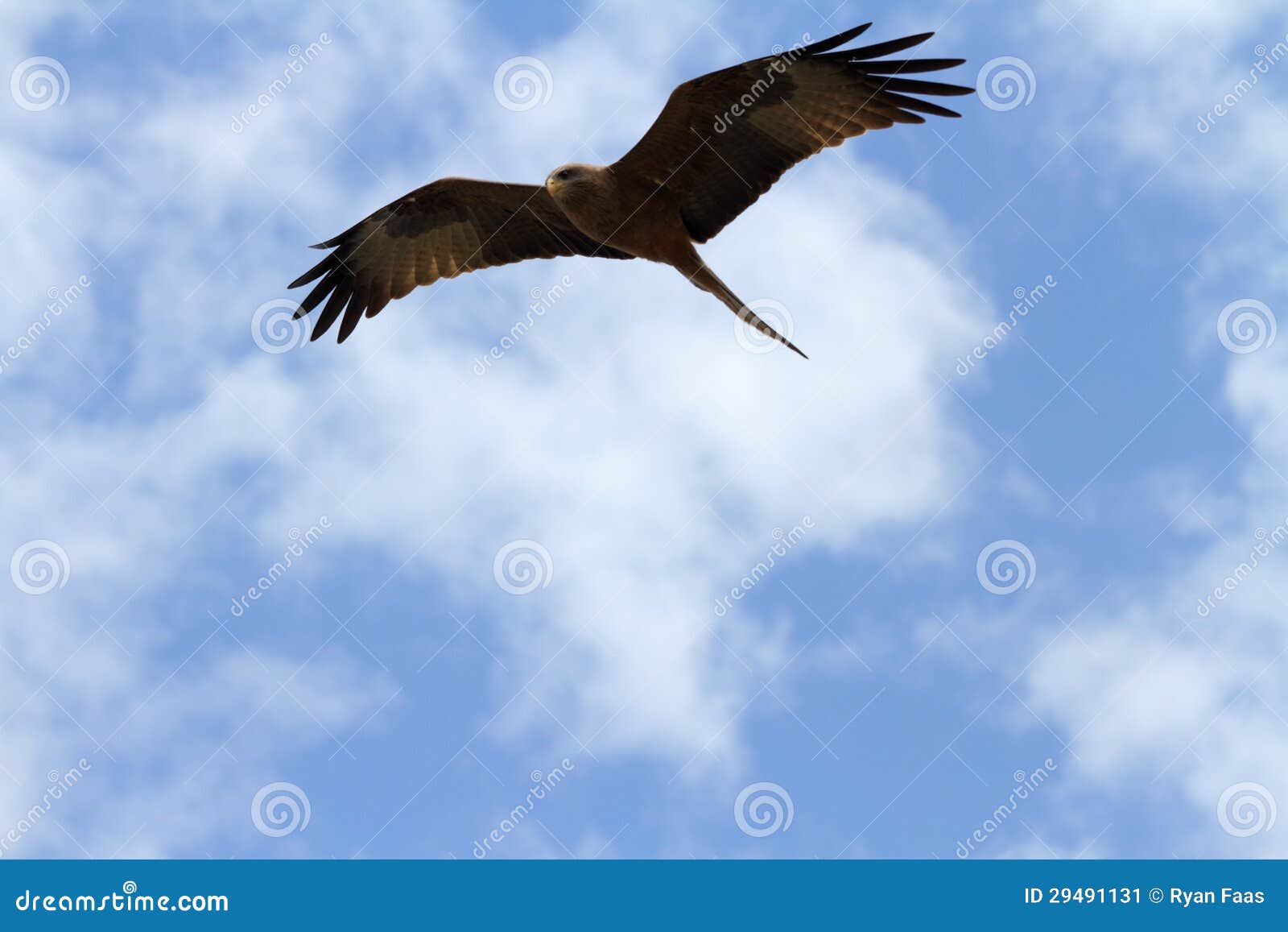 Soaring Hawk in Blue Sky stock image. Image of hunting - 29491131