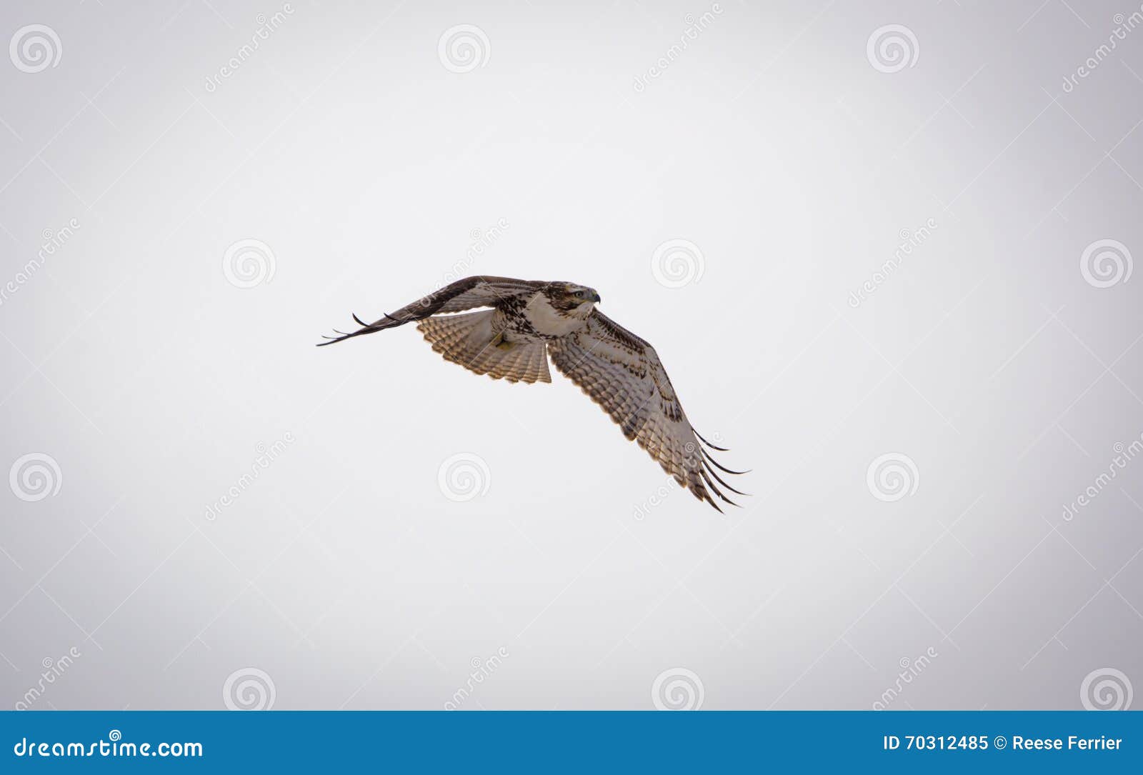 Soaring Hawk stock image. Image of wildlife, life, flying - 70312485